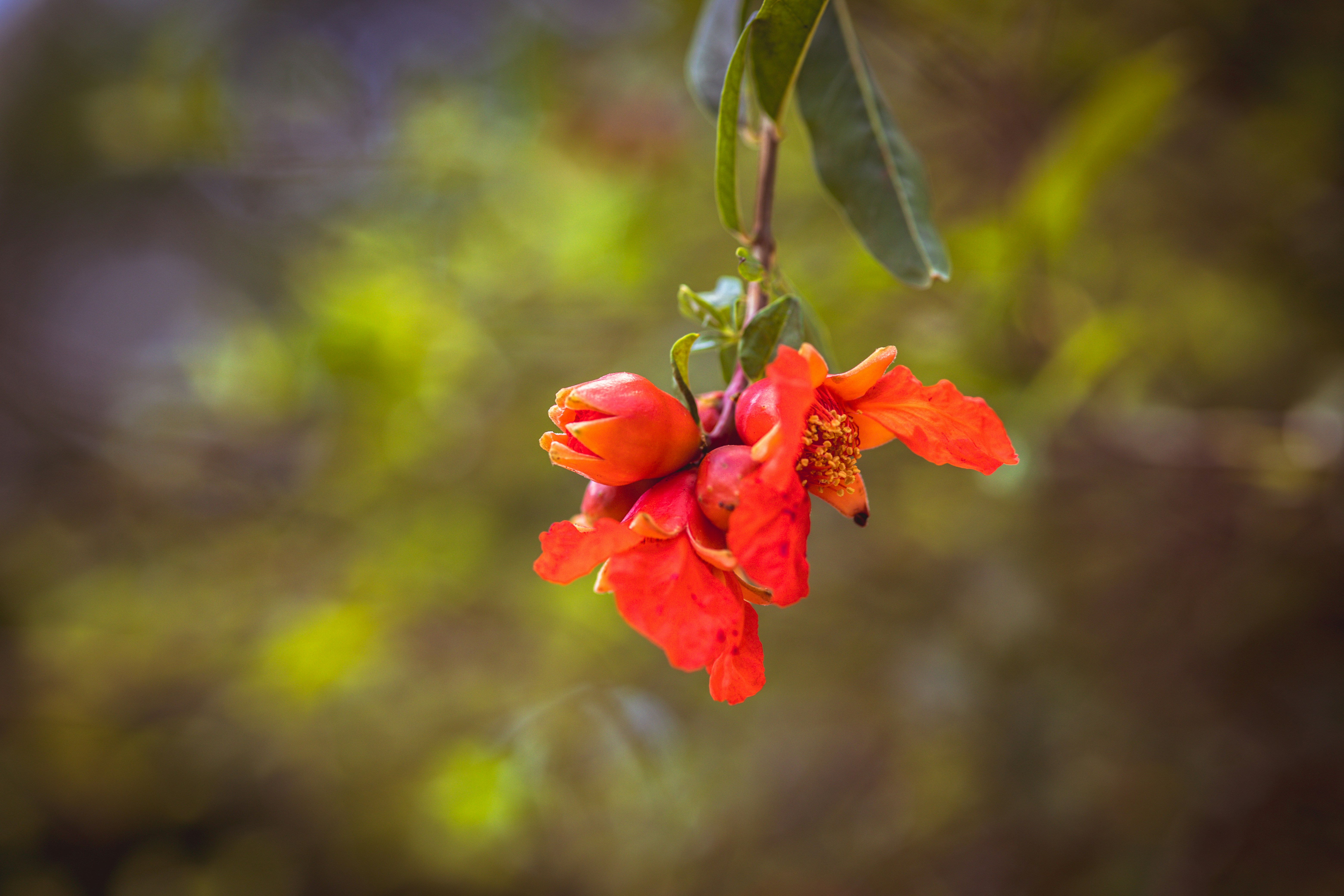 Red Petals in Soft Focus: A Gentle Moment on a Hazy Afternoon