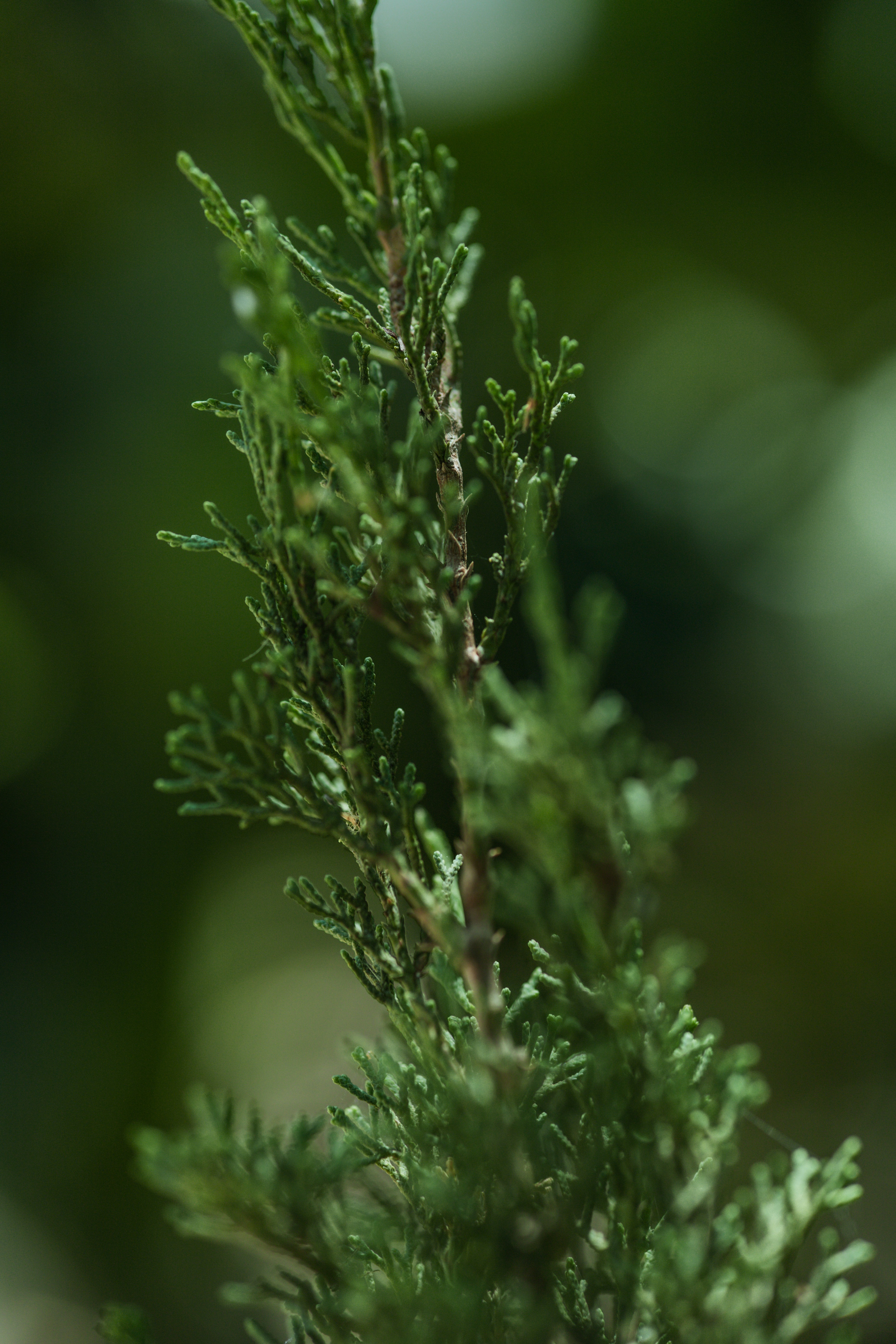 Verdant Needle: a close-up of a conifer sprig in soft bokeh
