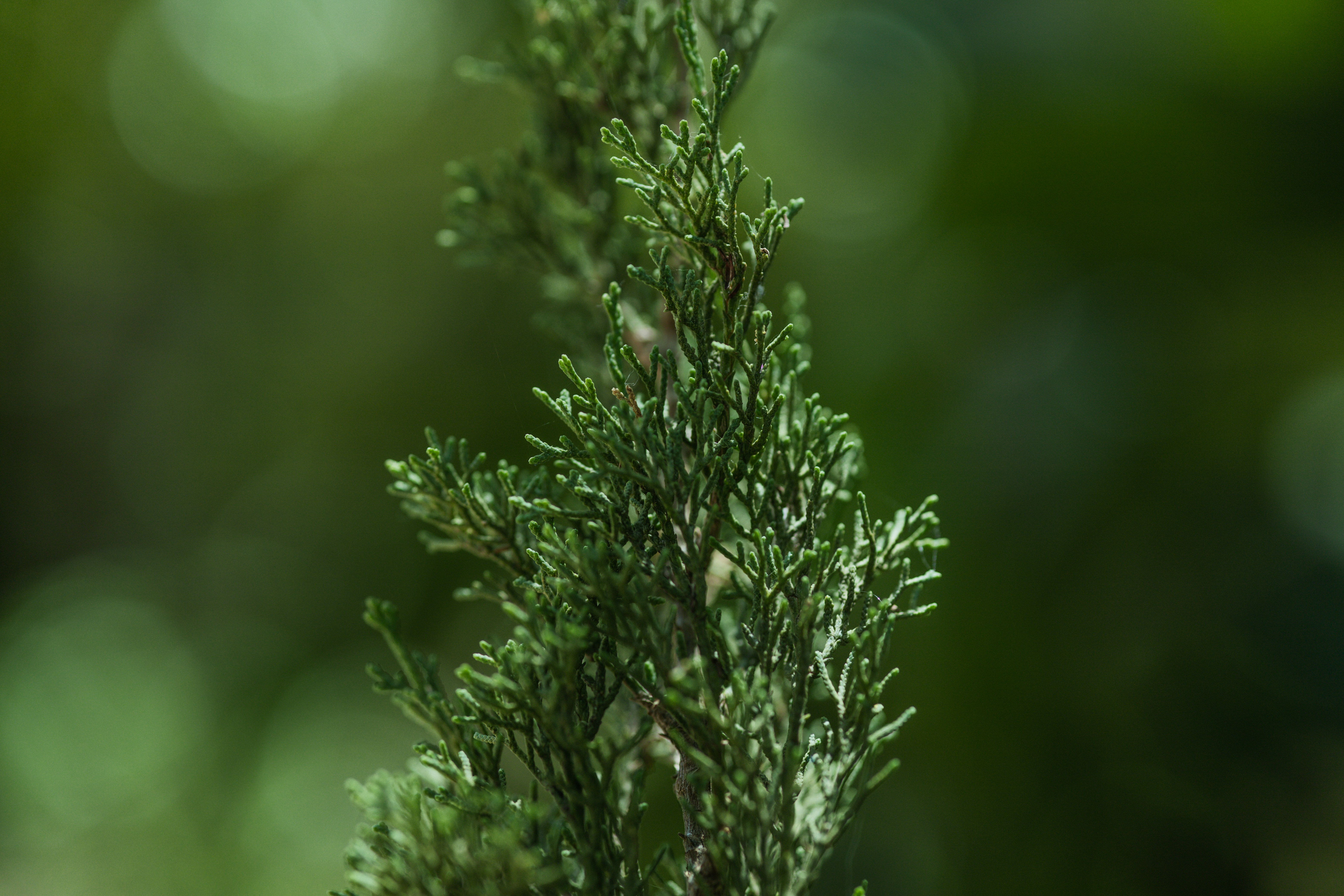 Verdant Needle: A Macro Portrait of Quiet Green Details
