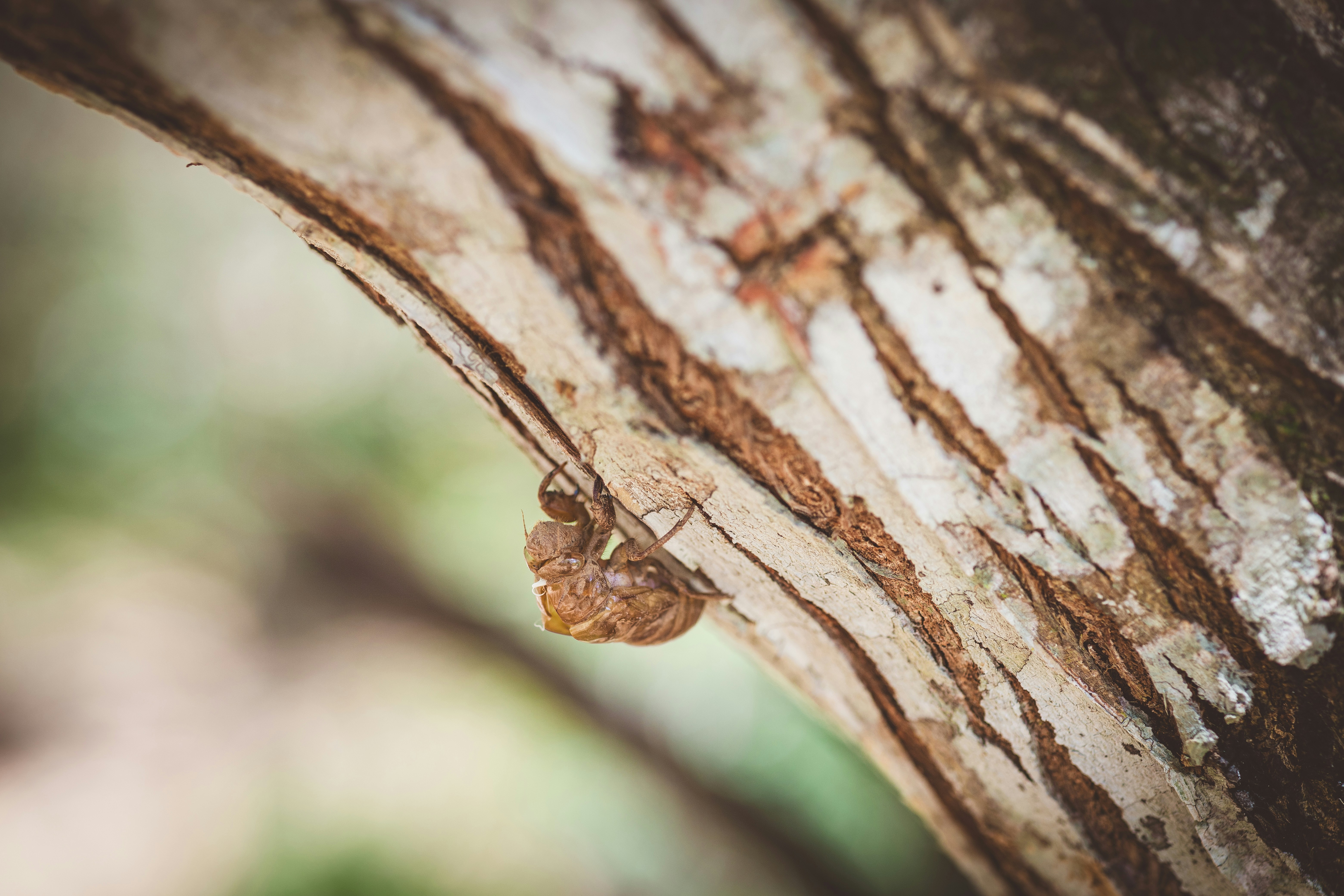 Cocoon on Bark: A Tiny World Anchored to the Tree