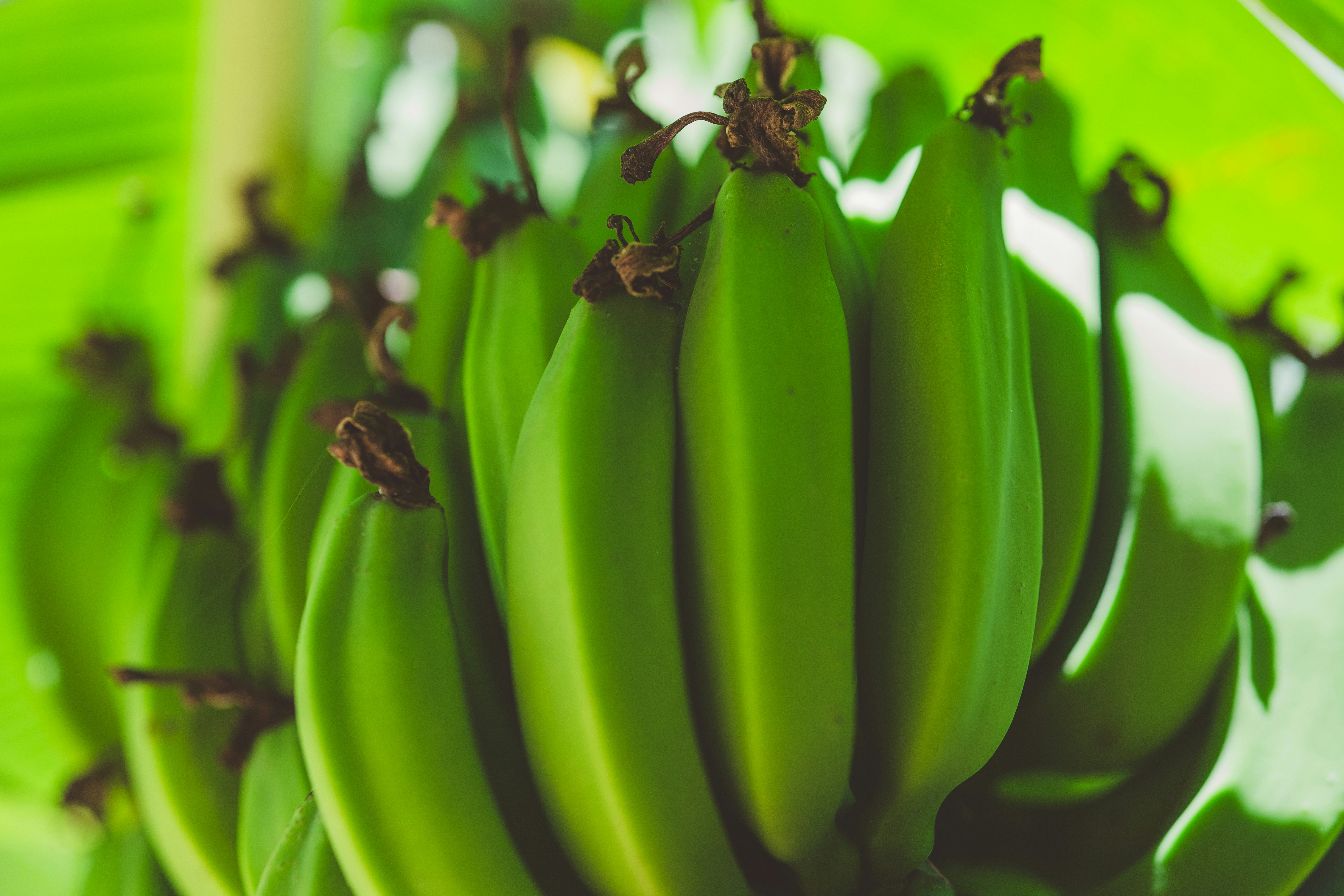 Emerging Banana Cluster in Lush Green Light