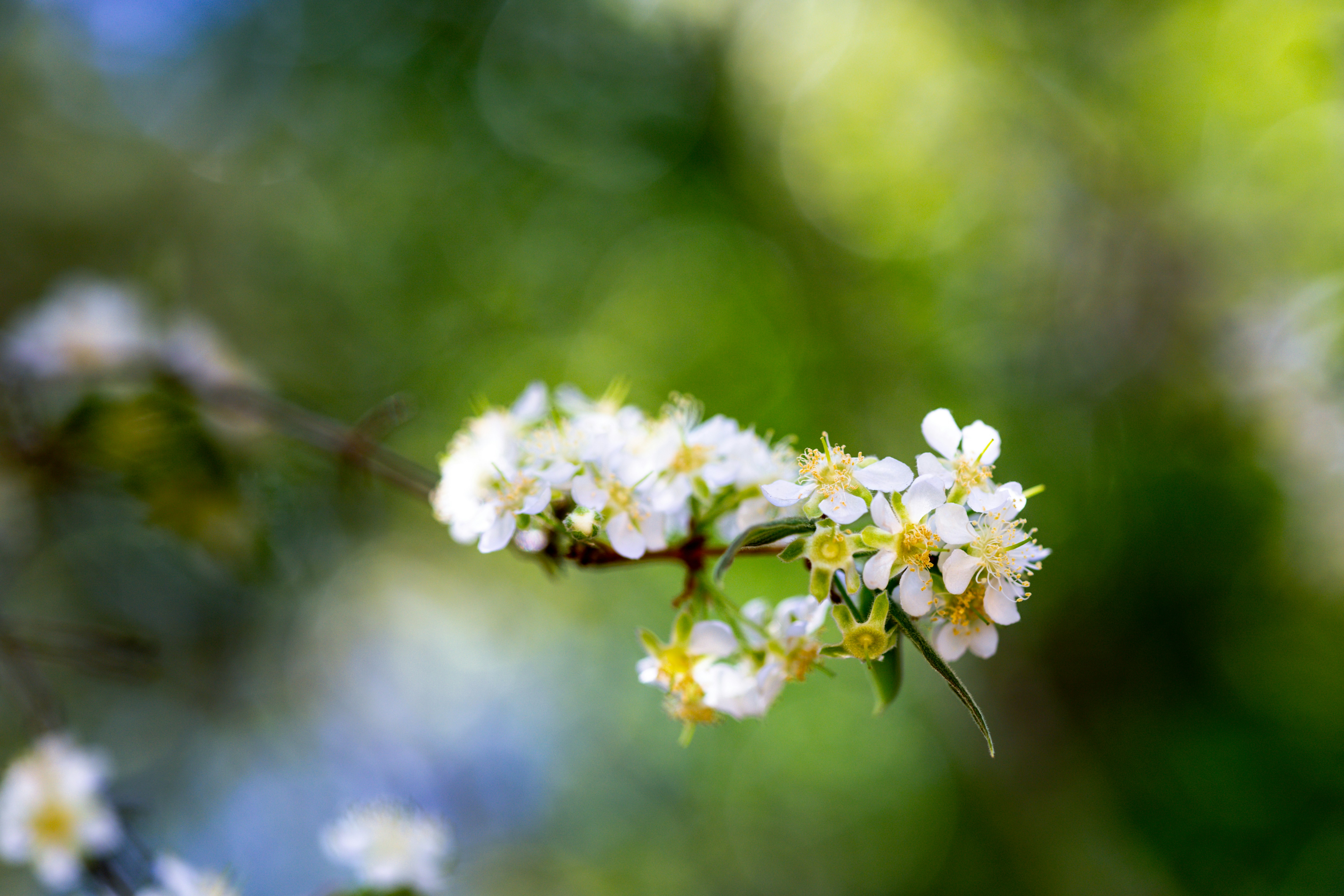 Blossom Cluster in Soft Green Backdrop