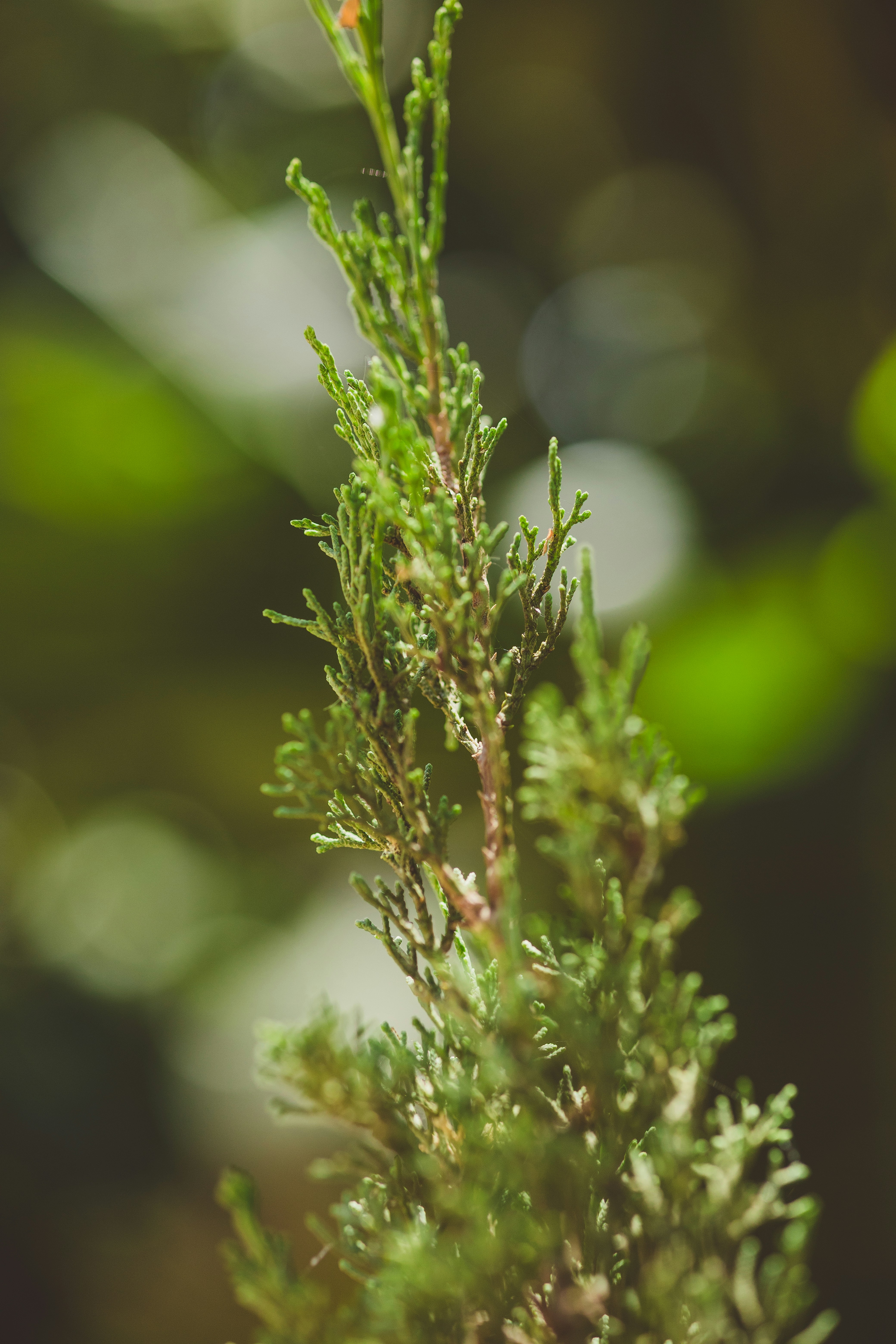 Green Sprout in a Dreamy Bokeh