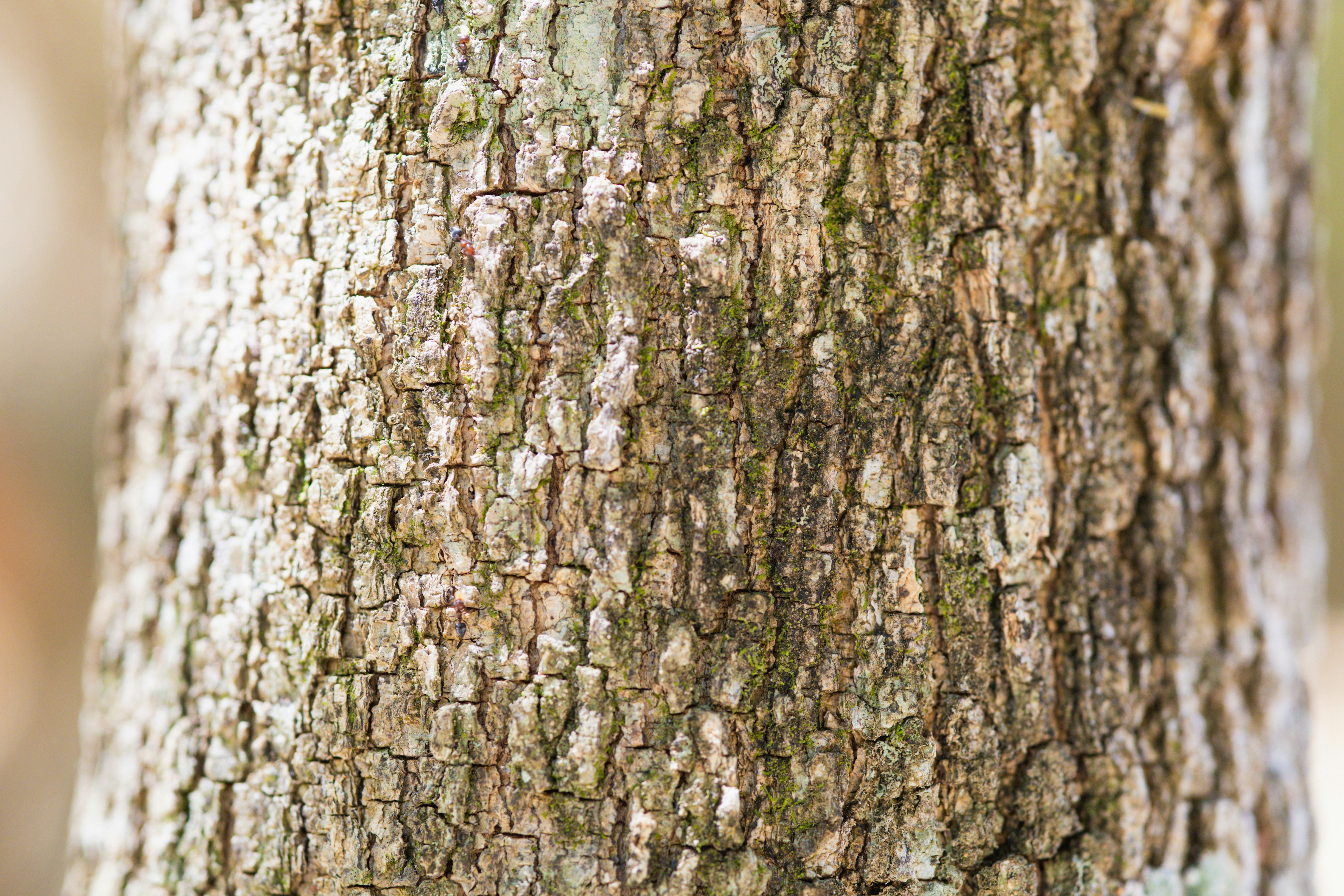 Rough Bark, Quiet Depth: A Tree Trunk in Focus