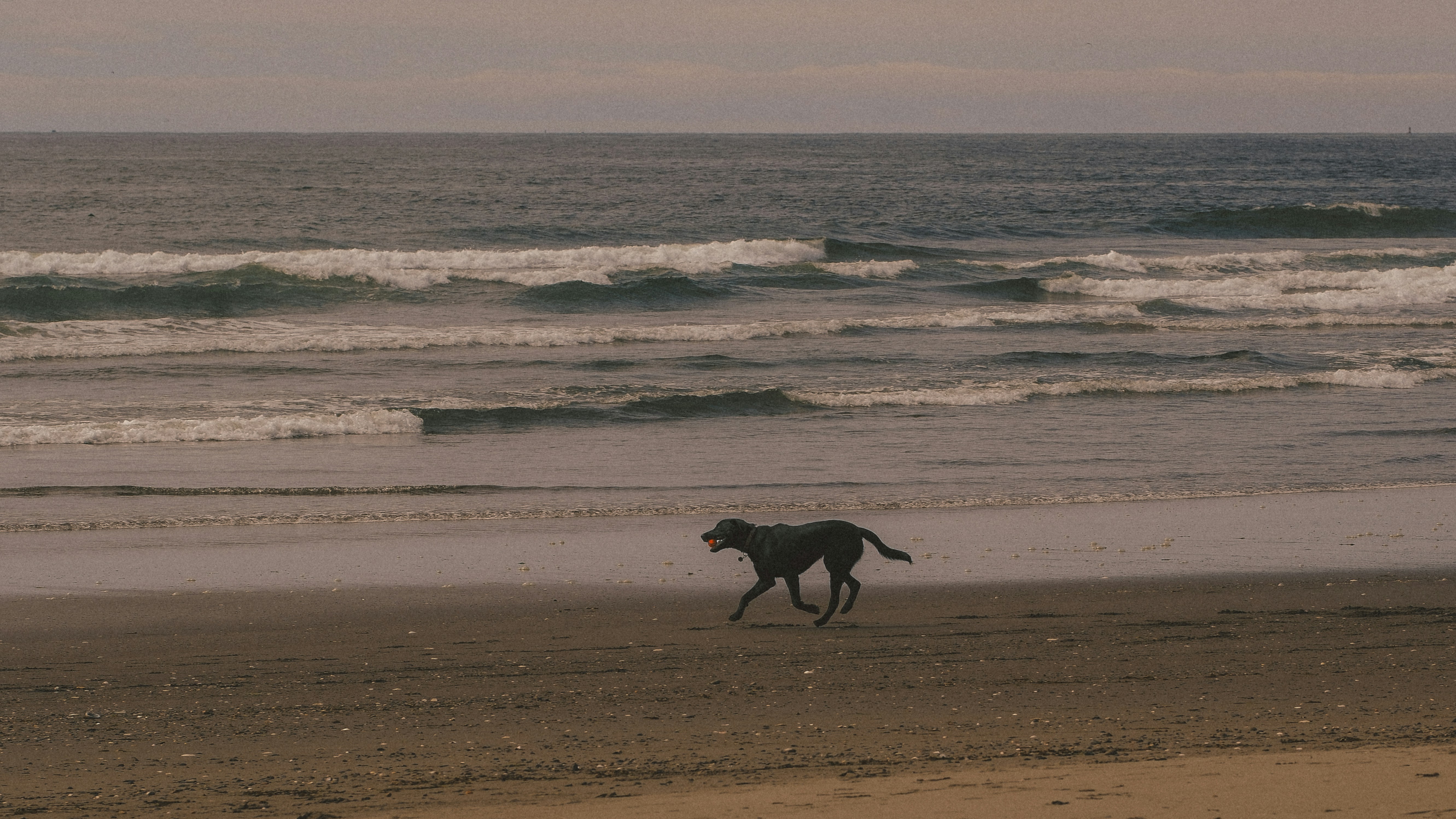 Lone Hound on the Dune Ring