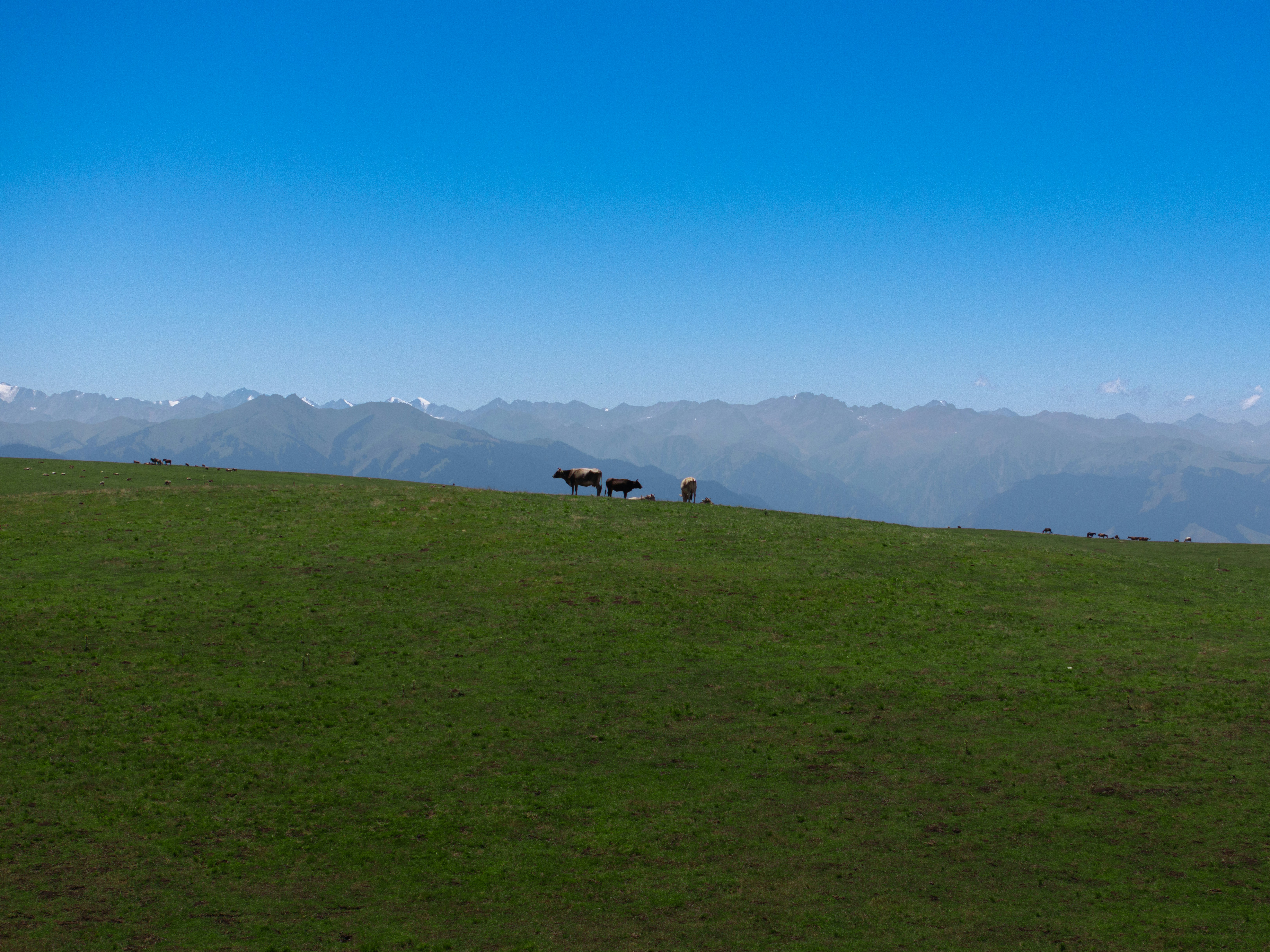 Herd on the Crest: A Quiet Gaze Over Rolling Green