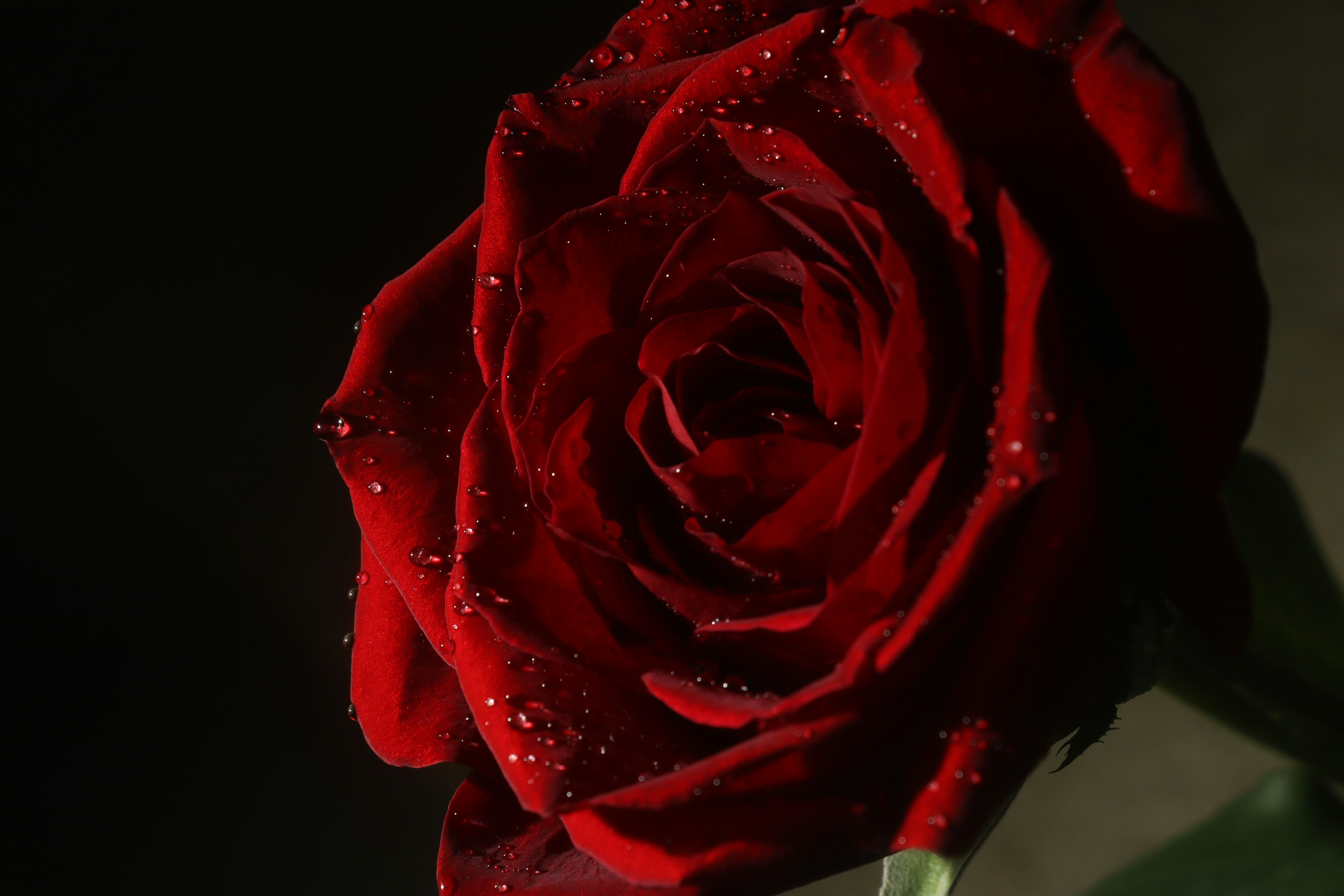 Crimson Bloom in Velvet Shadow