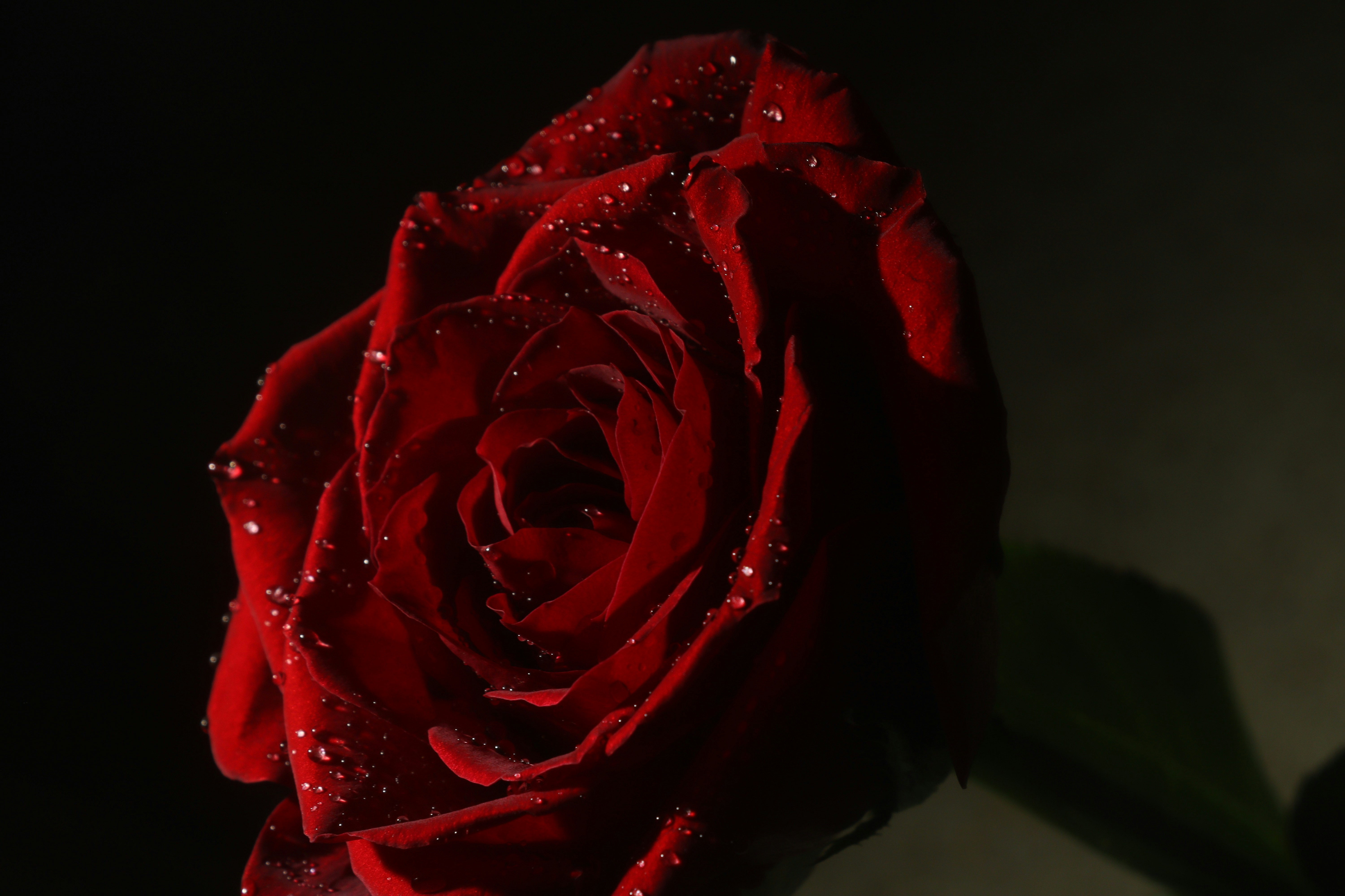 Crimson Bloom in Focus: Close-Up of a Dew-Kissed Rose