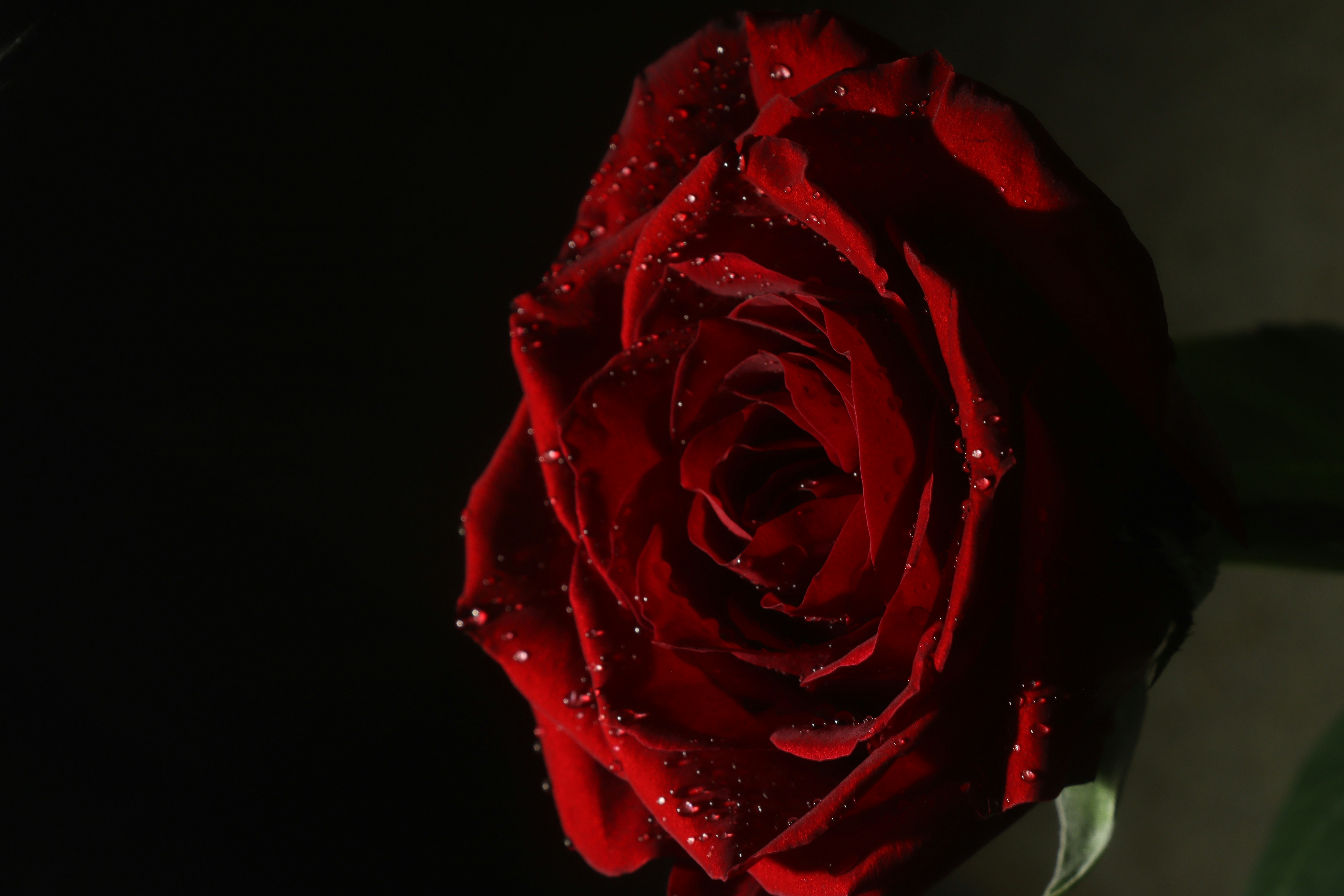 Crimson Velvet: A Single Rose in Low Light