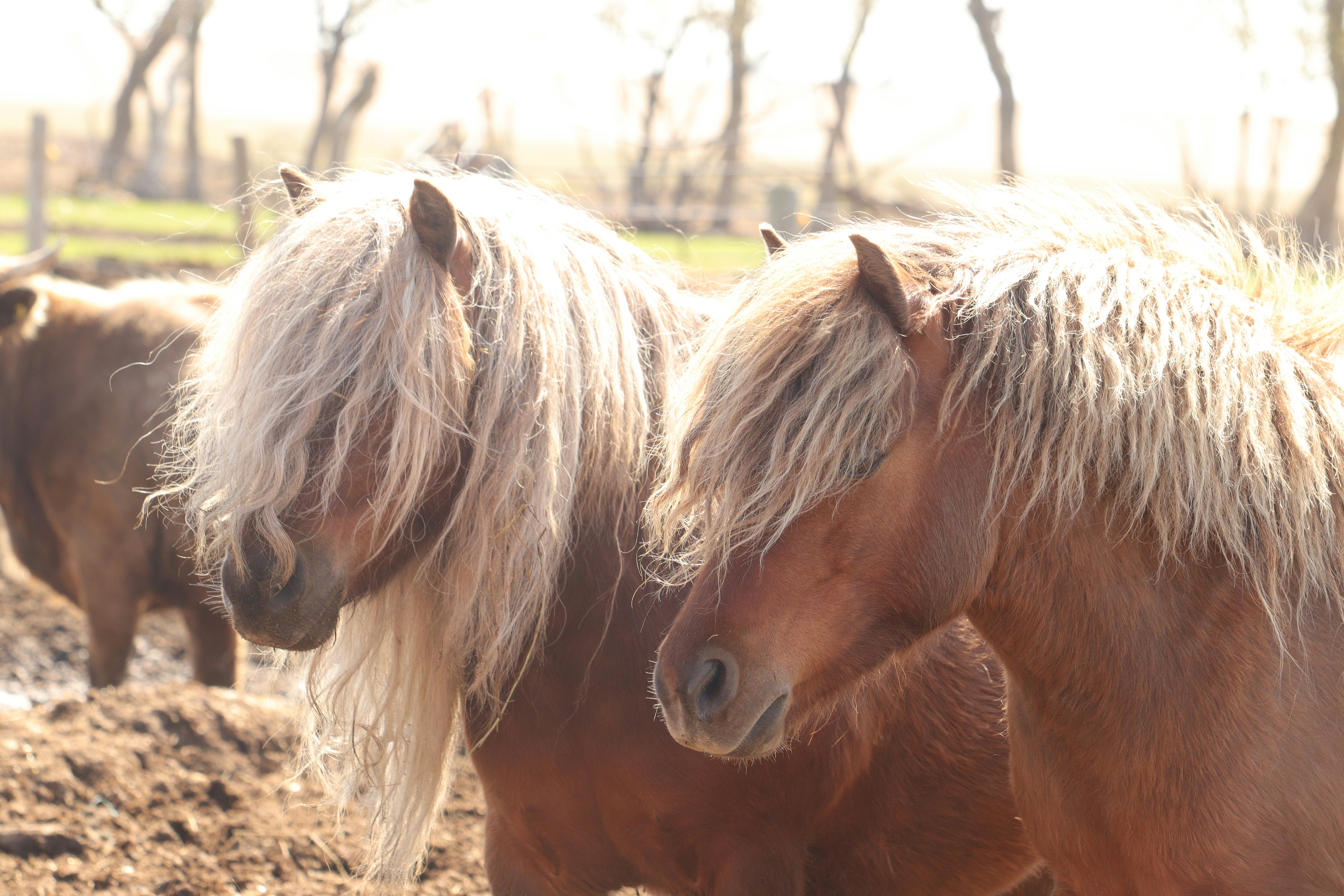 Two Highland Ponies Rest Near a Dusty Field Under Soft Morning Light