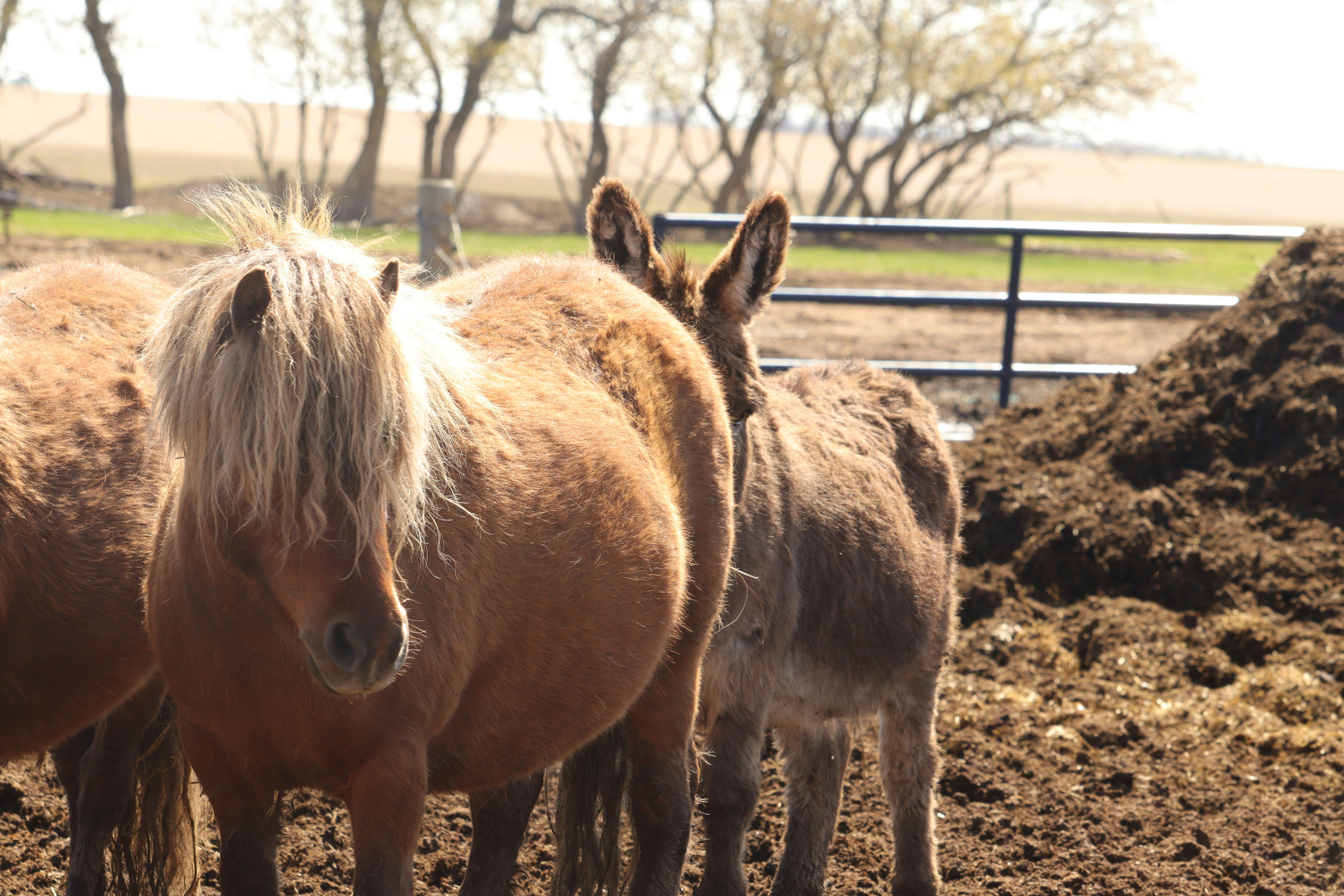 Herd at Dappled Farm: Warm Light on Mud and Mane