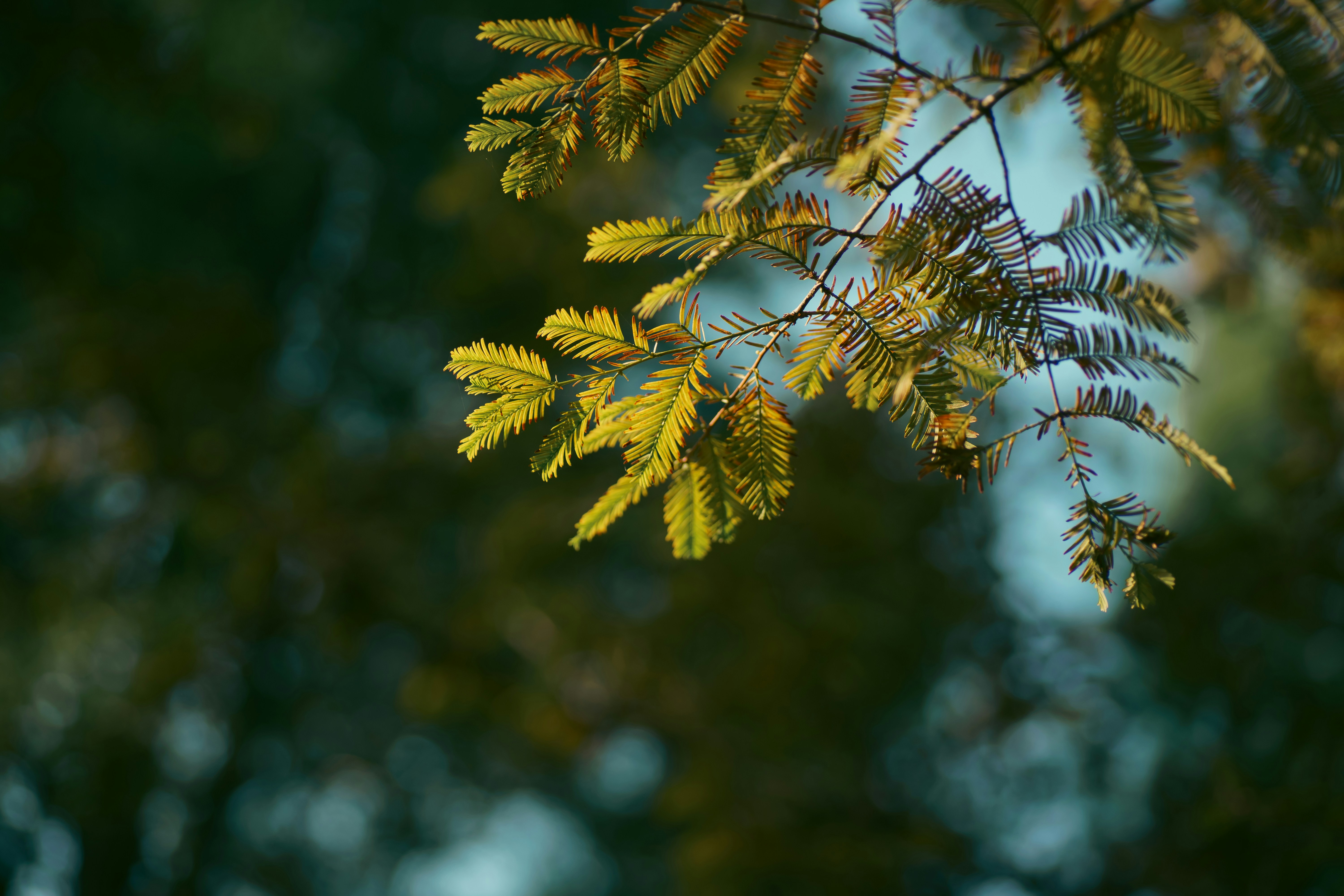 Sunlit Ferns in Focus: Delicate Fronds against a Blurred Canopy
