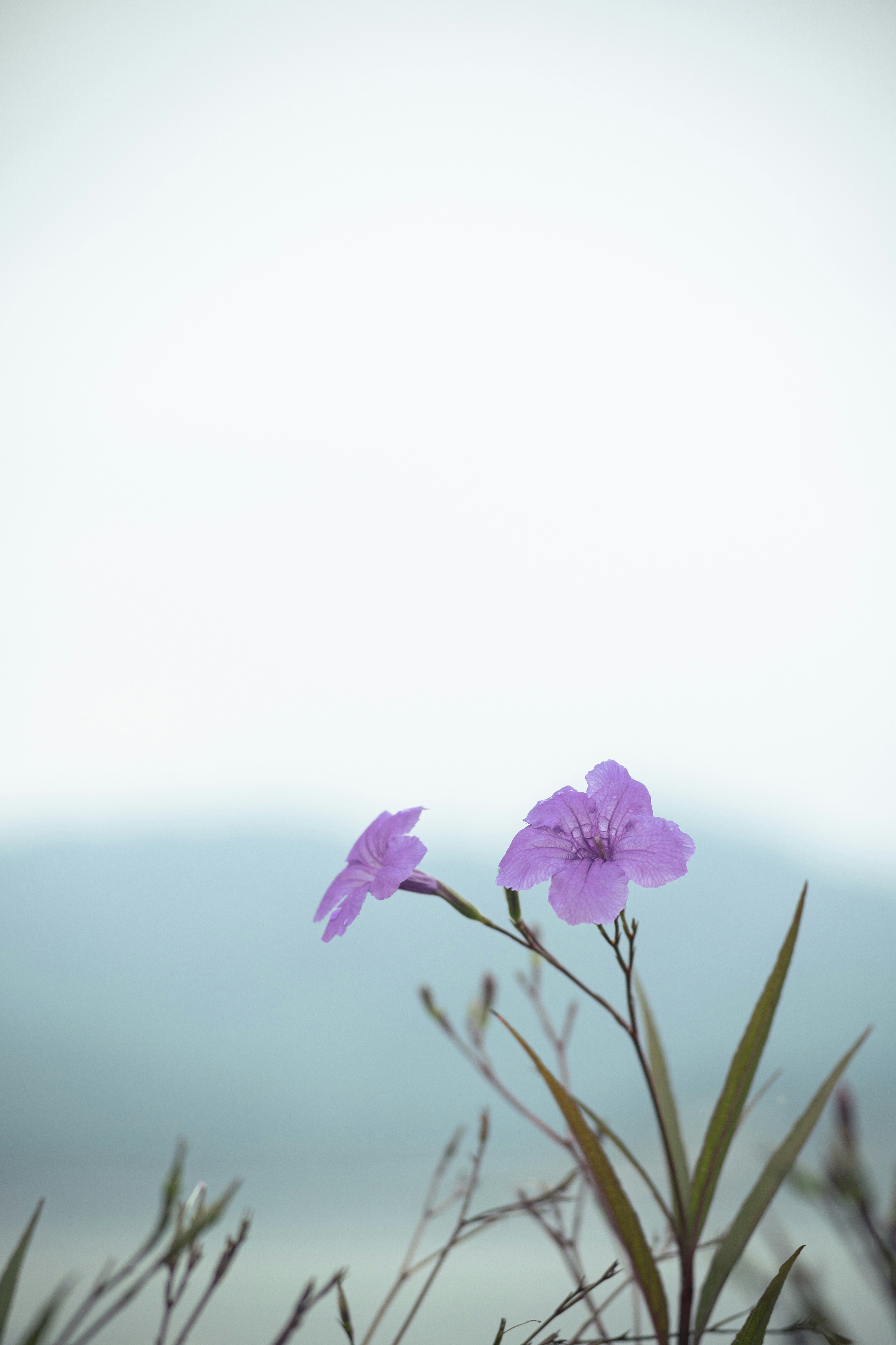 Lavender Blooms at Dusk Over Quiet Sea