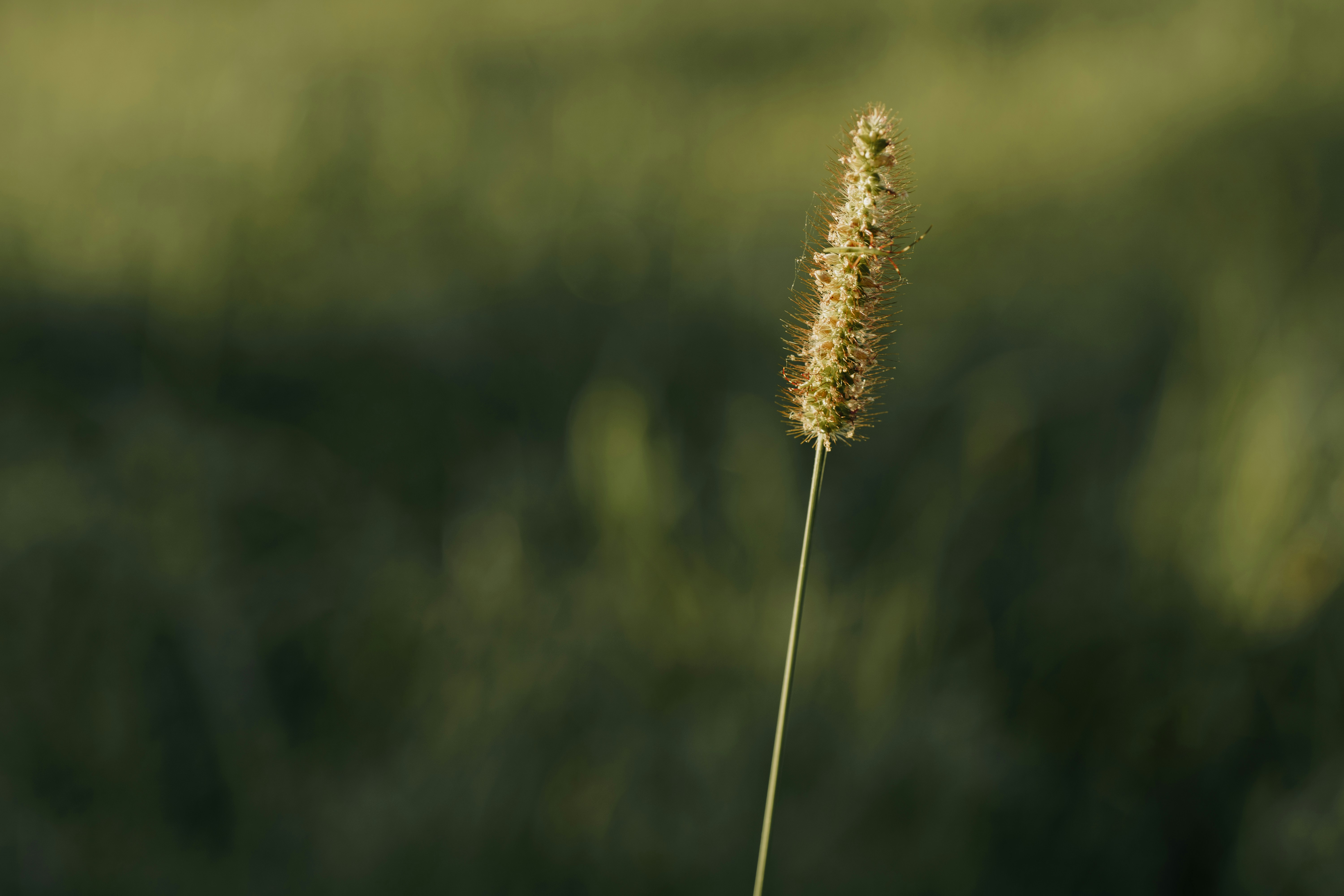 Single Foxtail in a Quiet Backlight