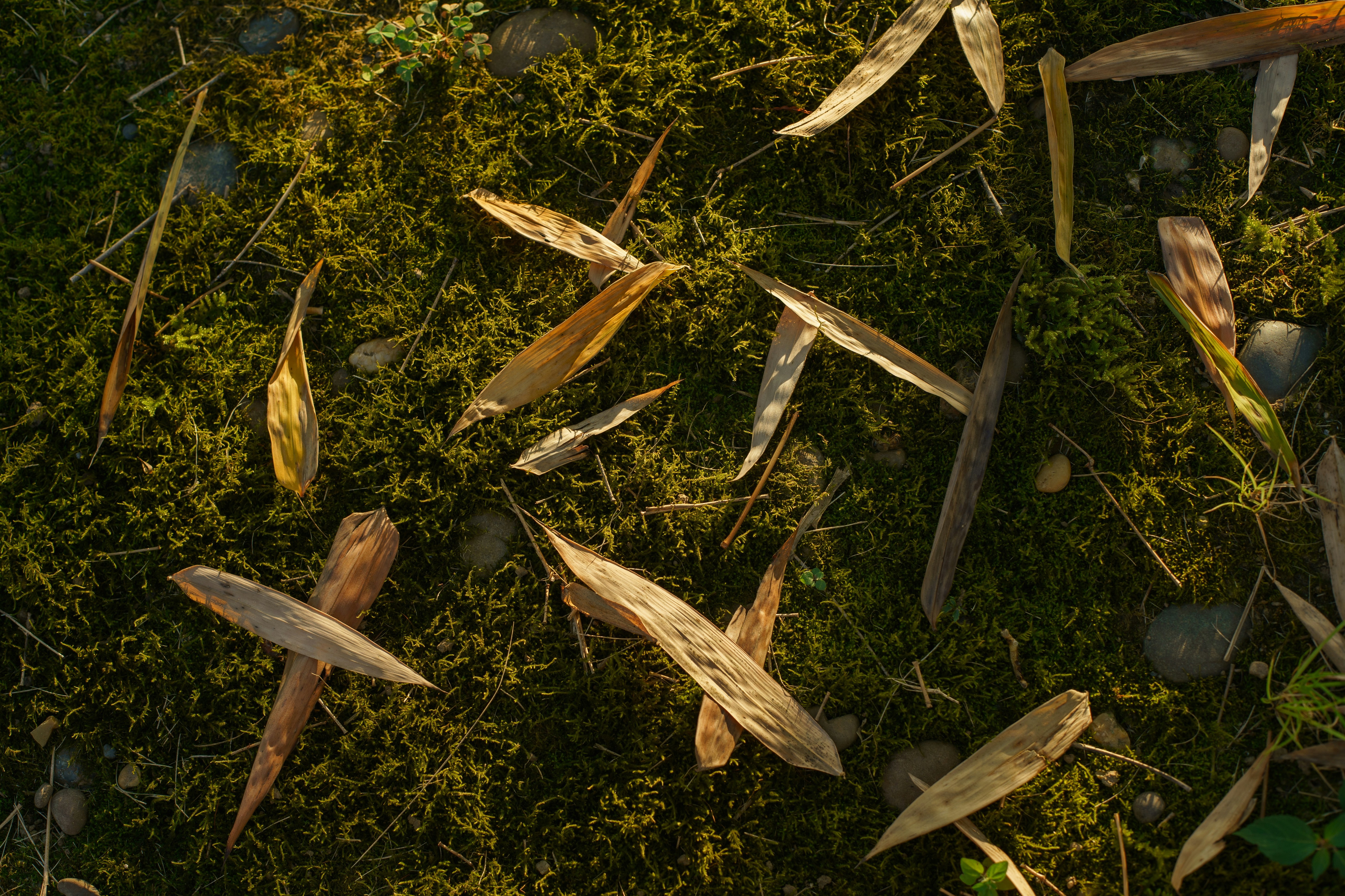 Autumnal Sprigs: Soft Light and Mossy Ground