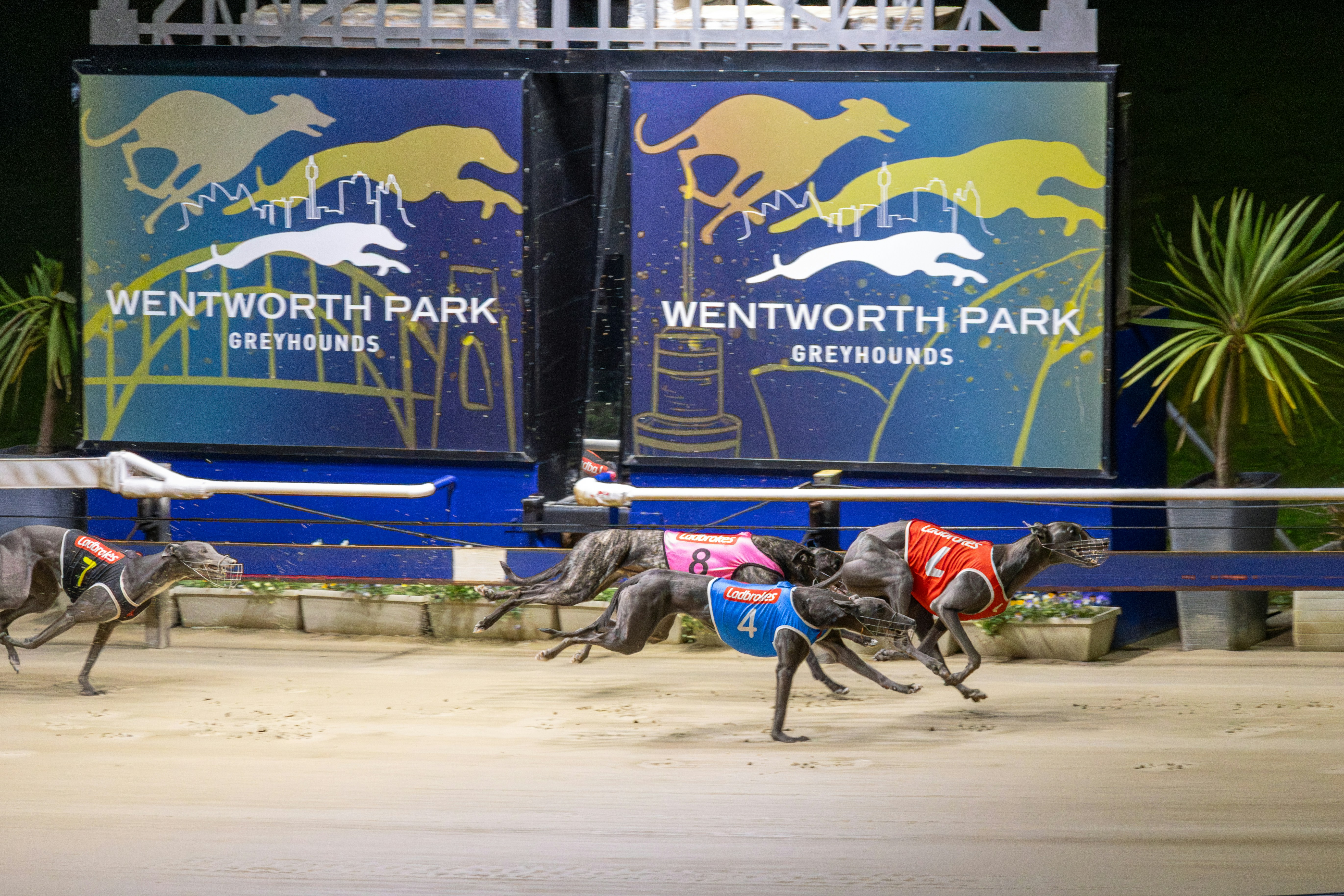 Greyhounds in Full Tilt: The Final Sprint at Wentworth Park