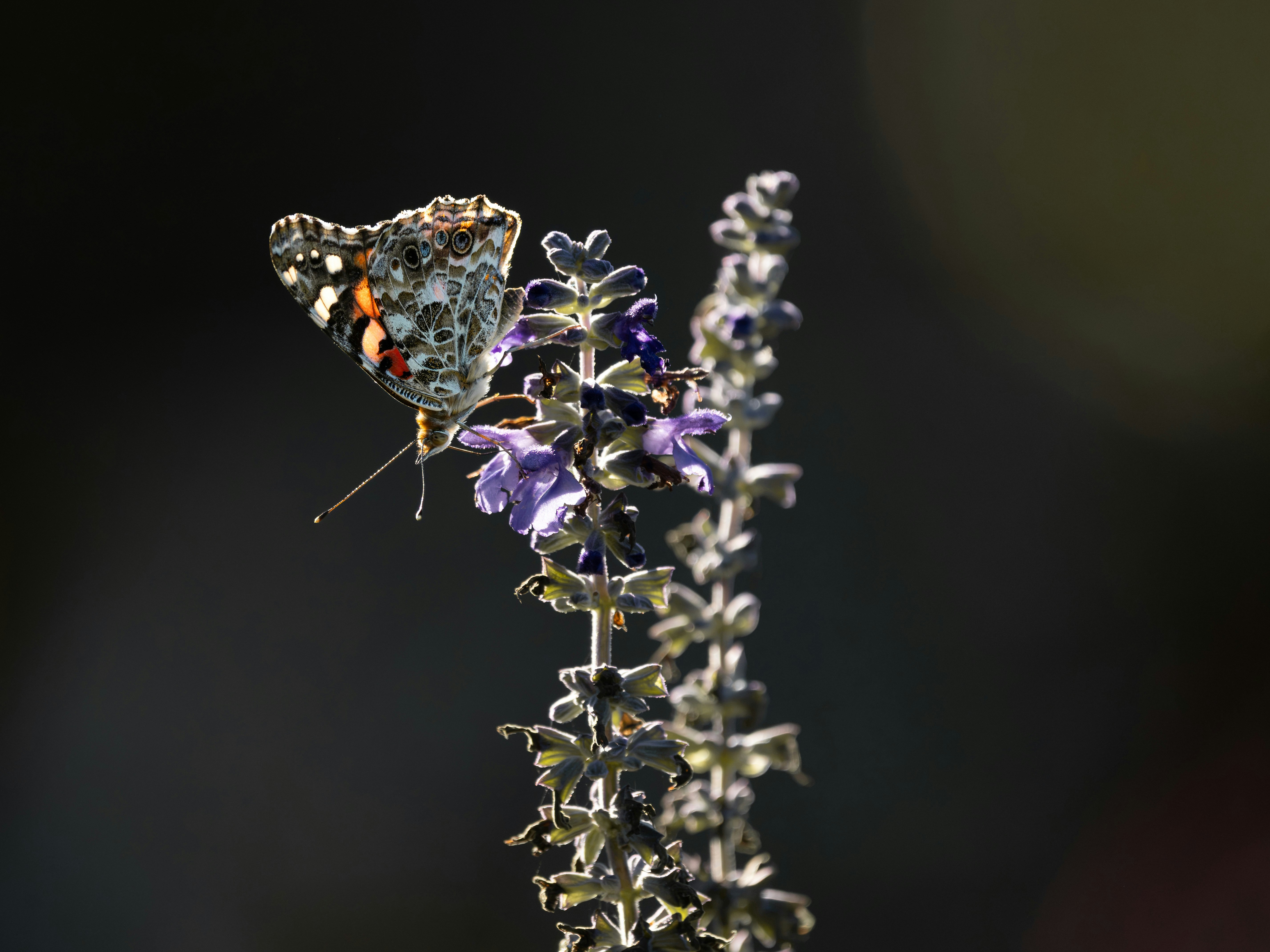 Close-up of a butterfly perched on a lavender bloom in soft backlight