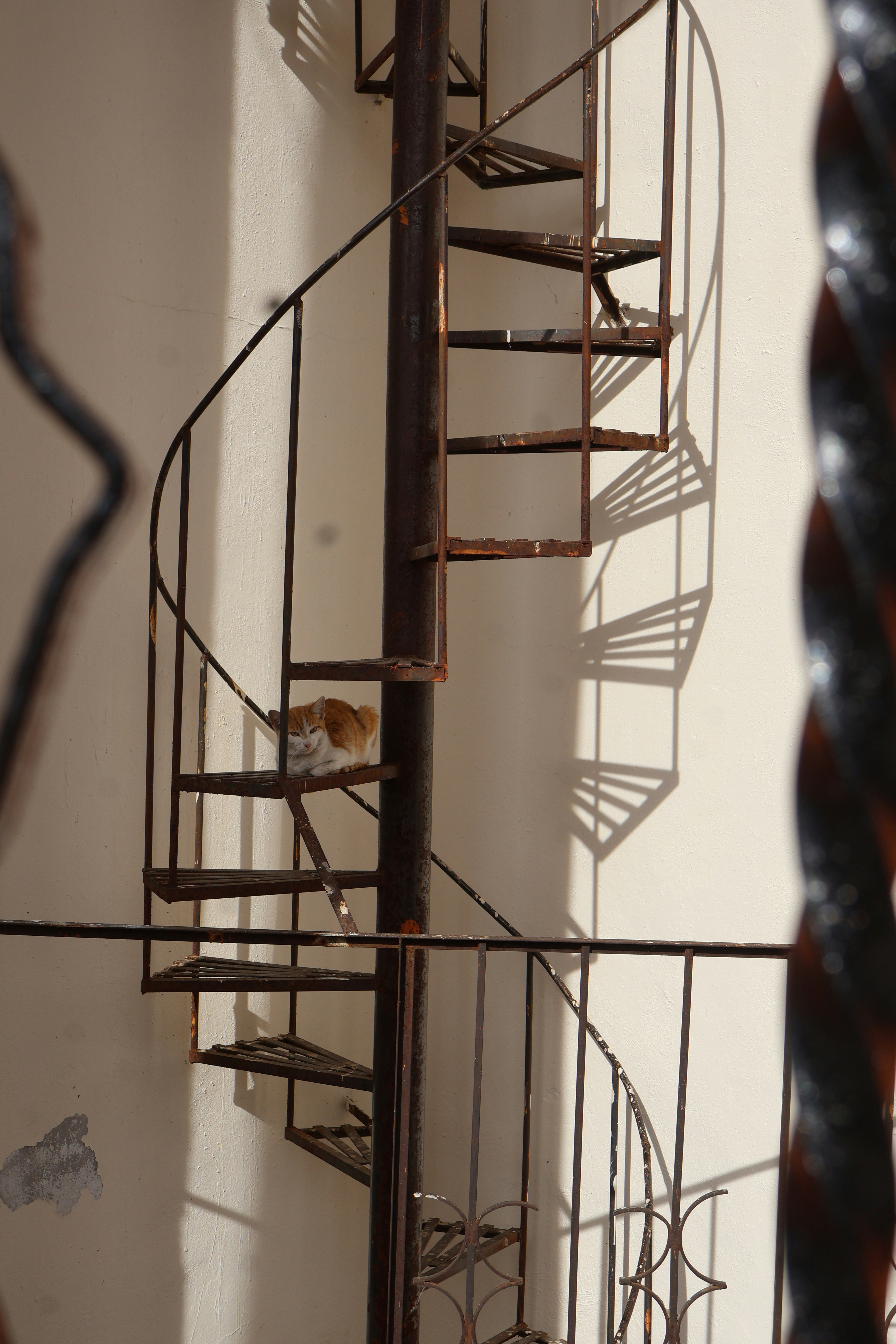 Coiled Staircase Quietly Guarded by a Dormant Cat