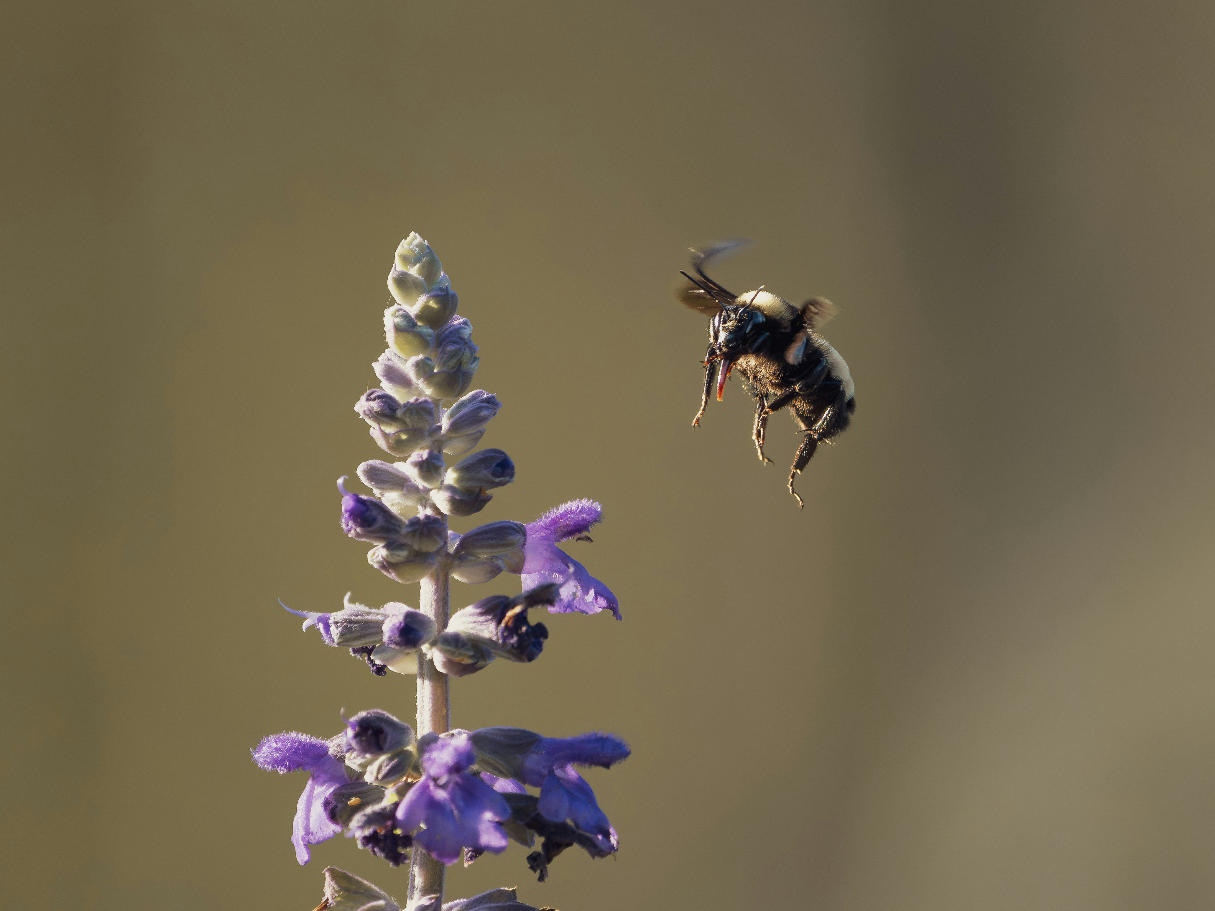Buzzing in the Lavender: a bee hovers toward a violet bloom