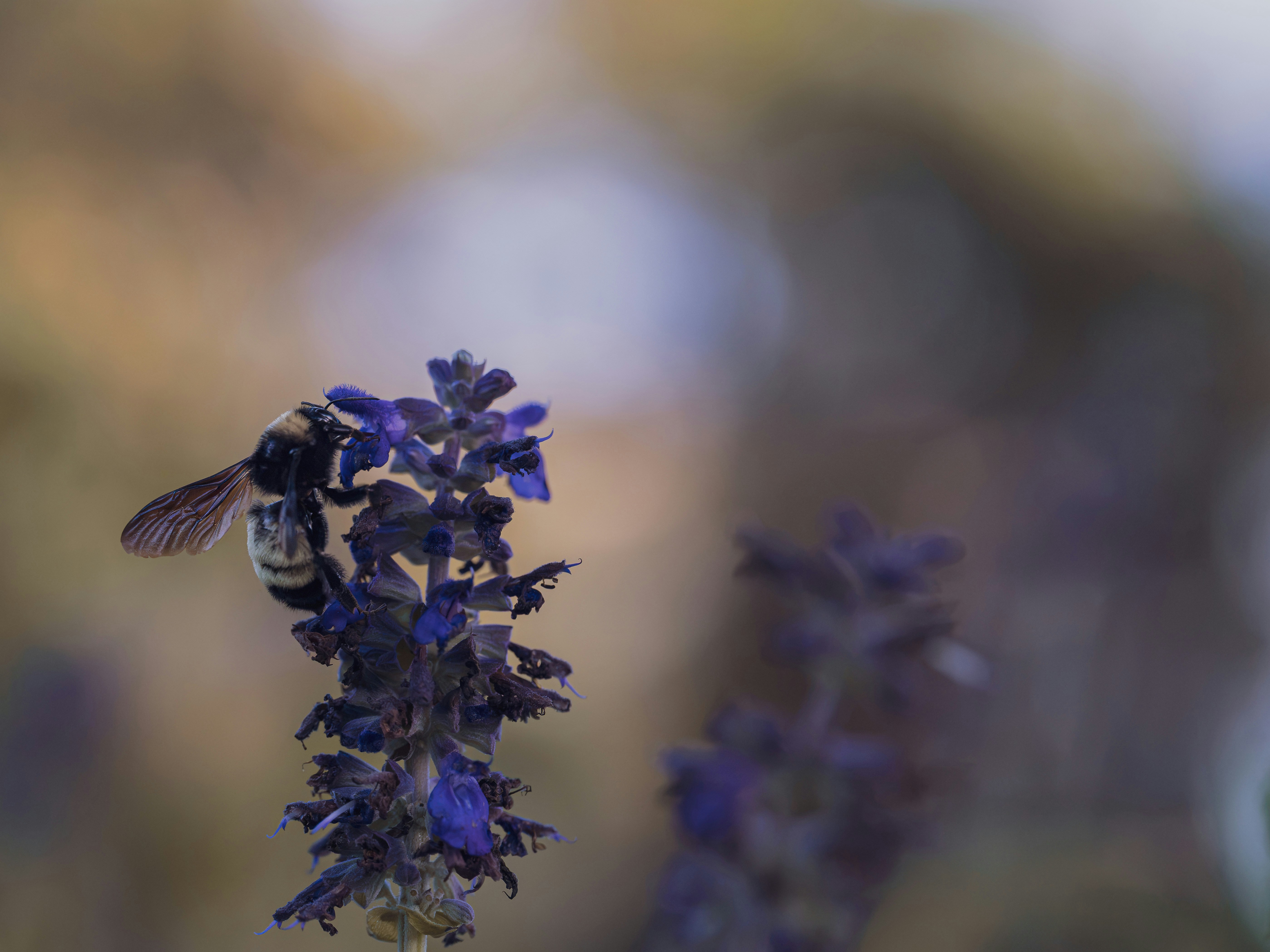 Buzz on Lavender: A Hovering Bee in Quiet Bloom