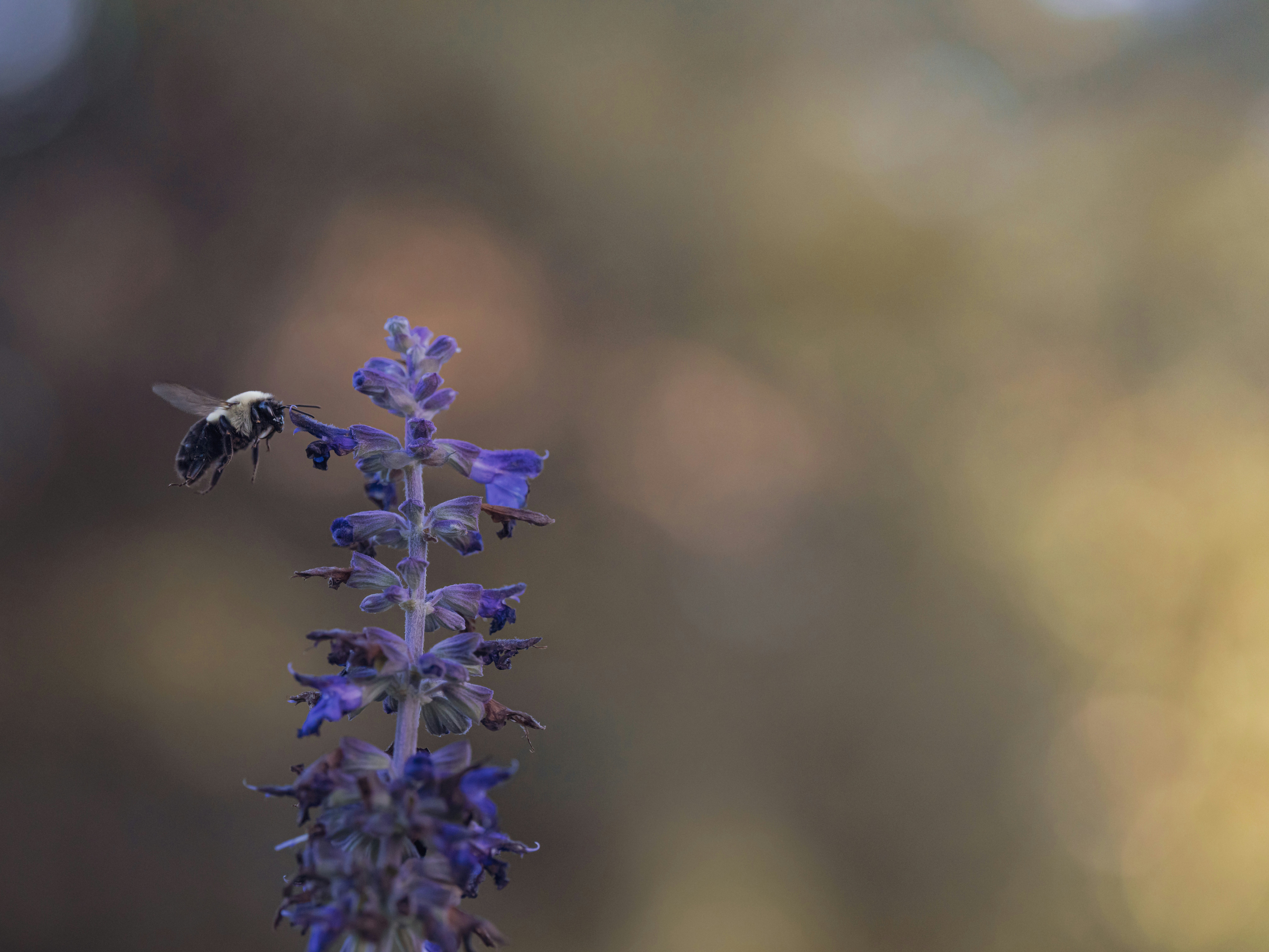 Lavender Spike in Soft Backlight with a Hovering Bee