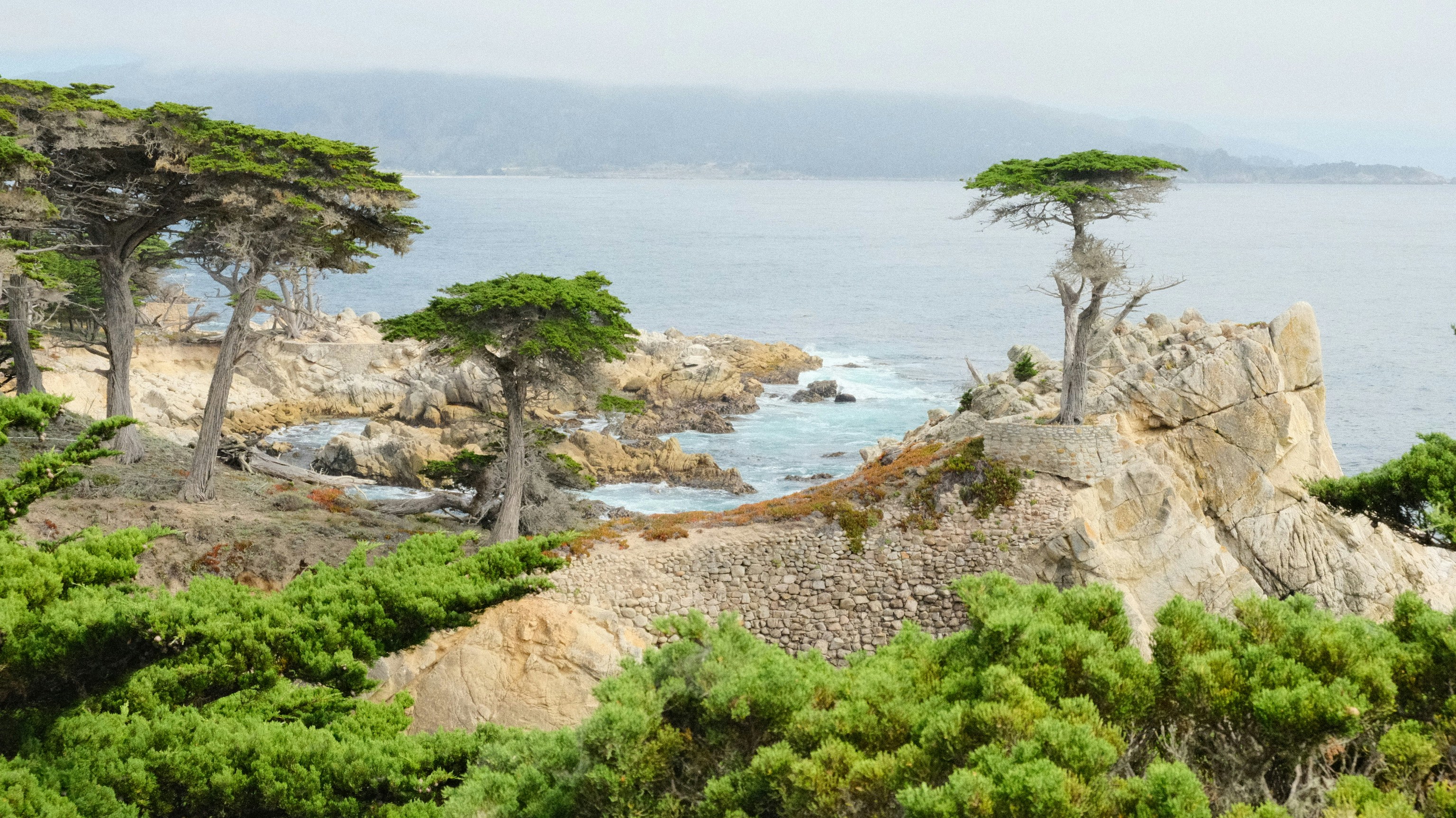 Lone Windsculpted Trees guard a rocky coastal outcrop