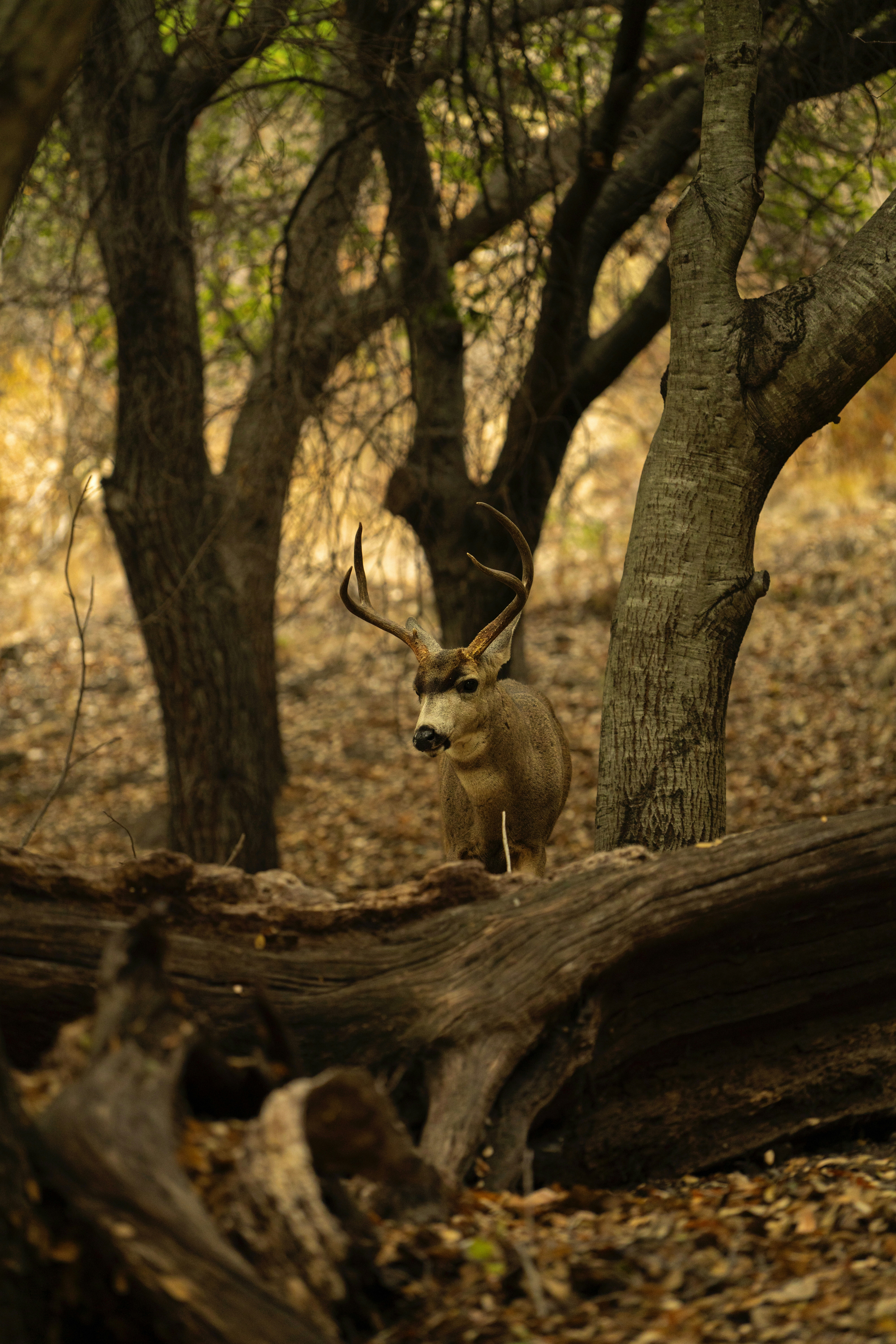 Stag in the Sunlit Clearing: Sentinel of the Autumn Grove