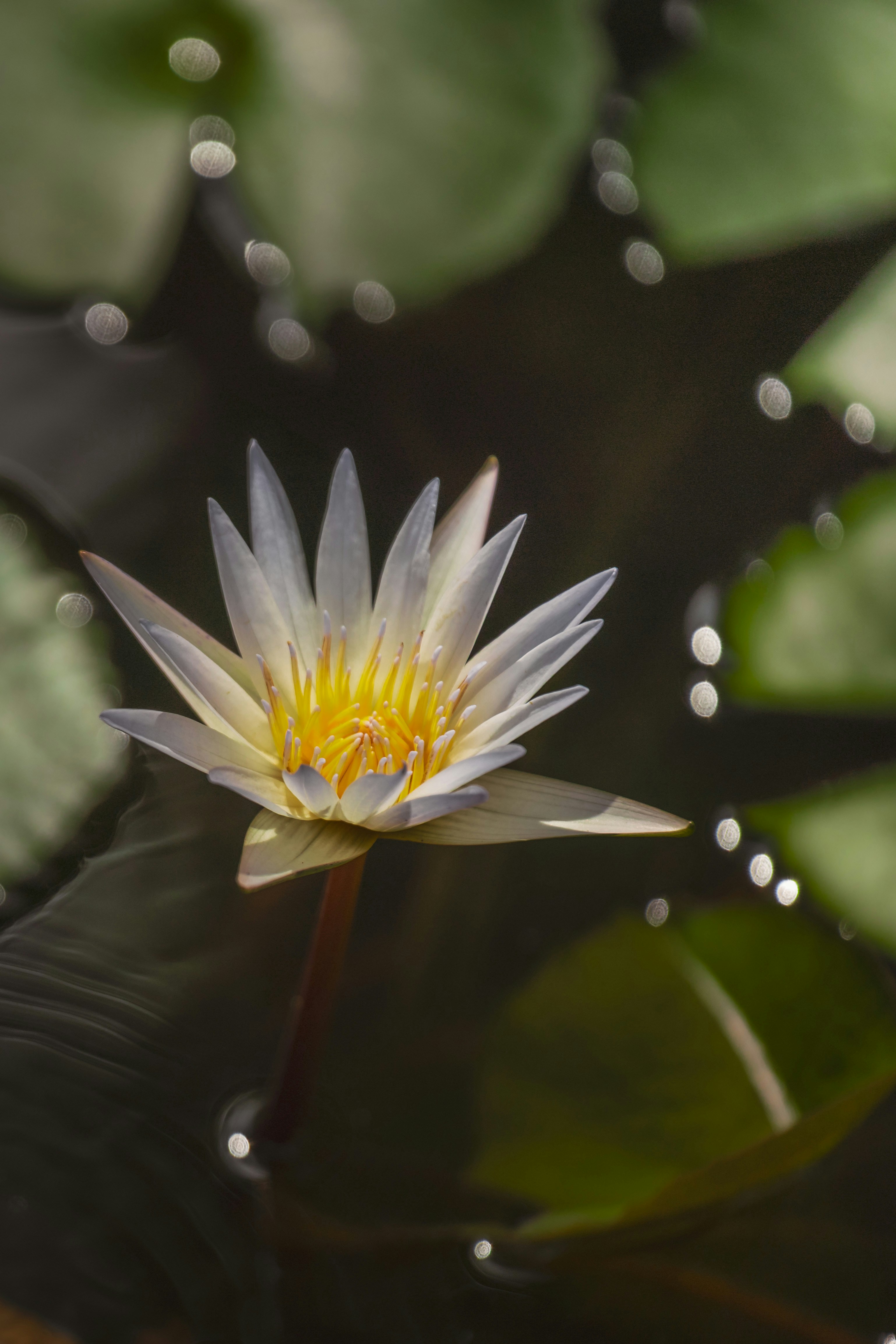 Moonlit Water Lily: A Quiet Petal Burst in Shimmering Pond