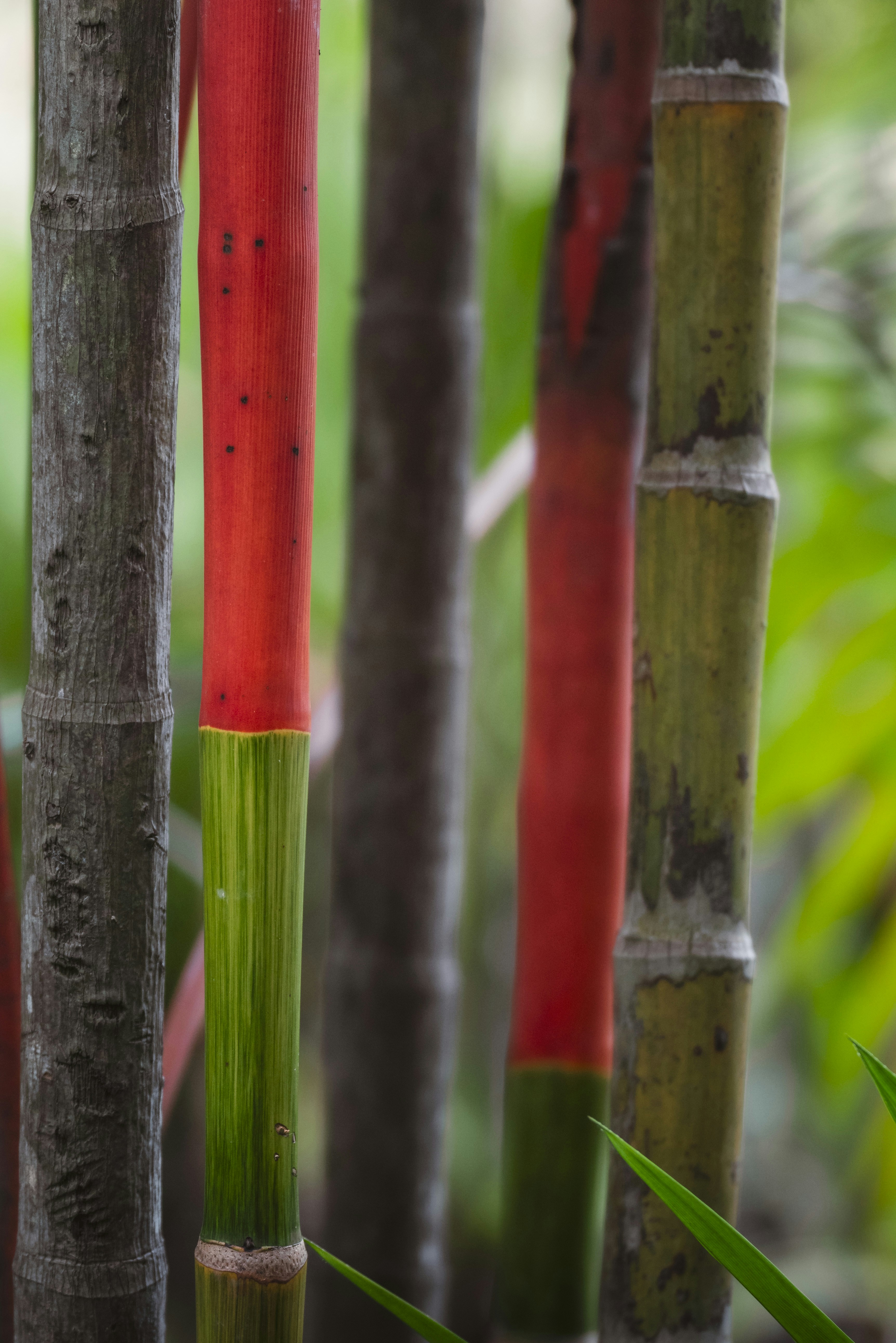 Stalks in Color: Painted Bamboo in a Quiet Row