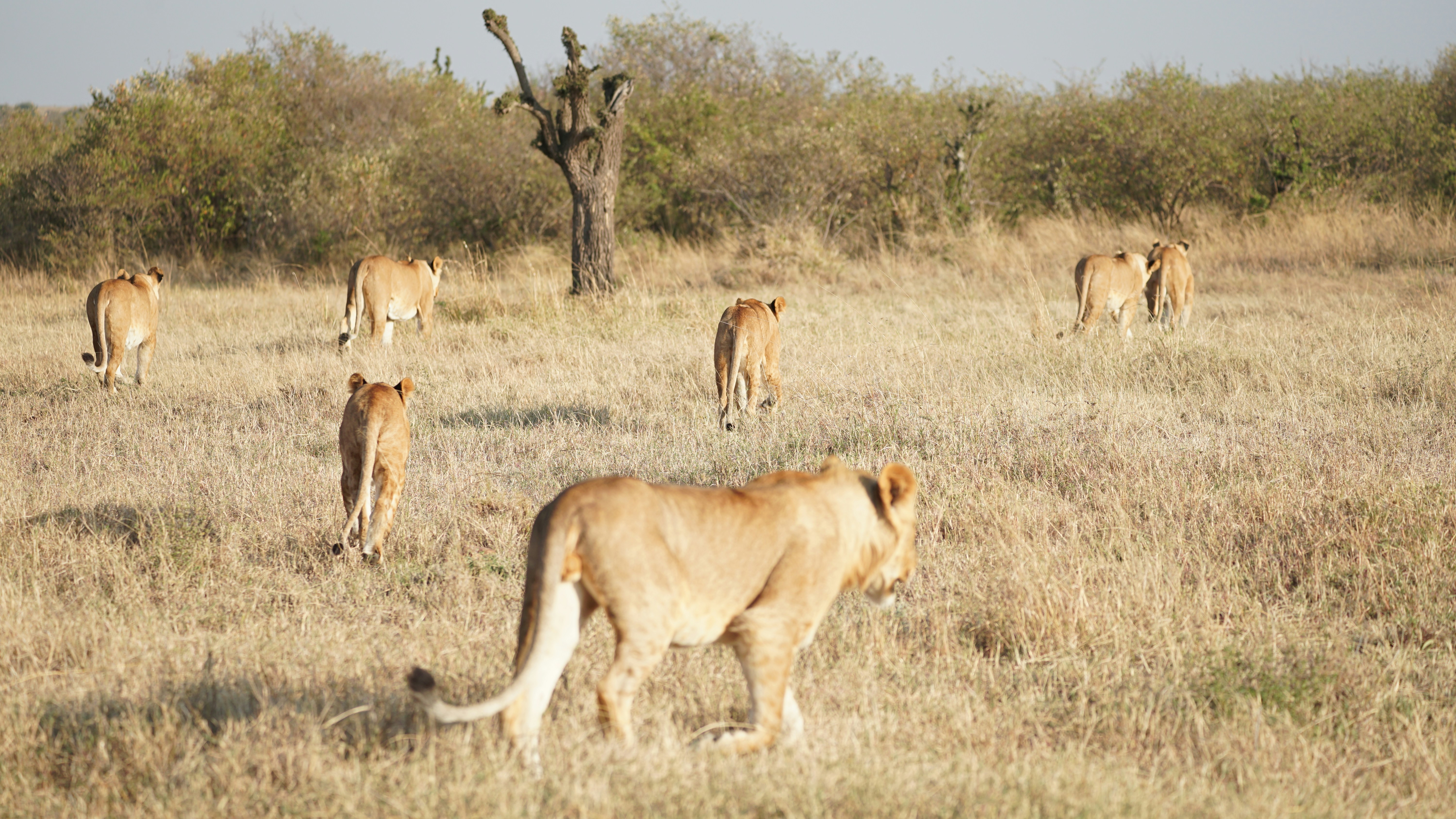 Lions in the Savannah: Herd Dynamics under a Silent Sky