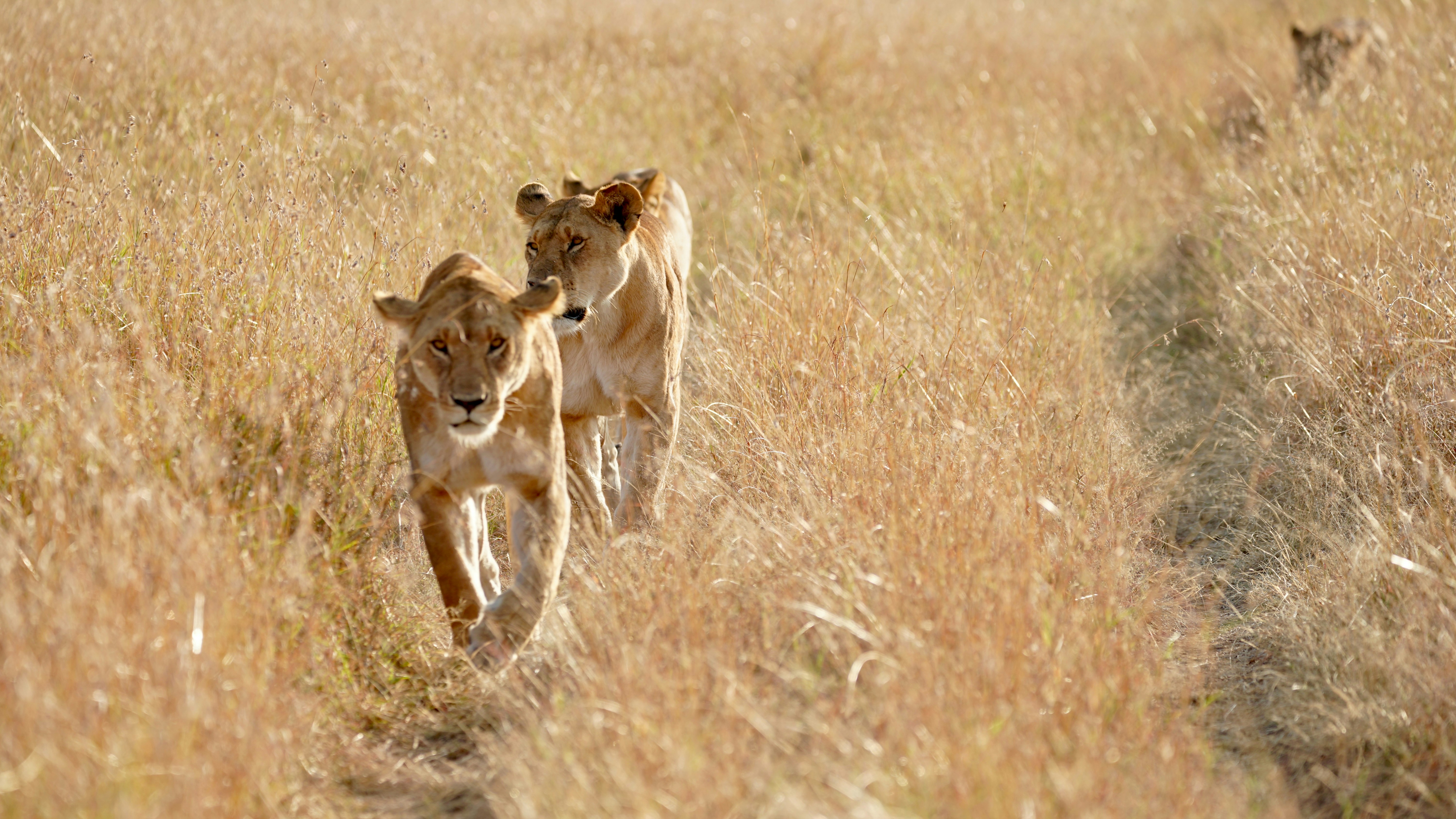 Two Lions Quietly Thread Through Golden Grass