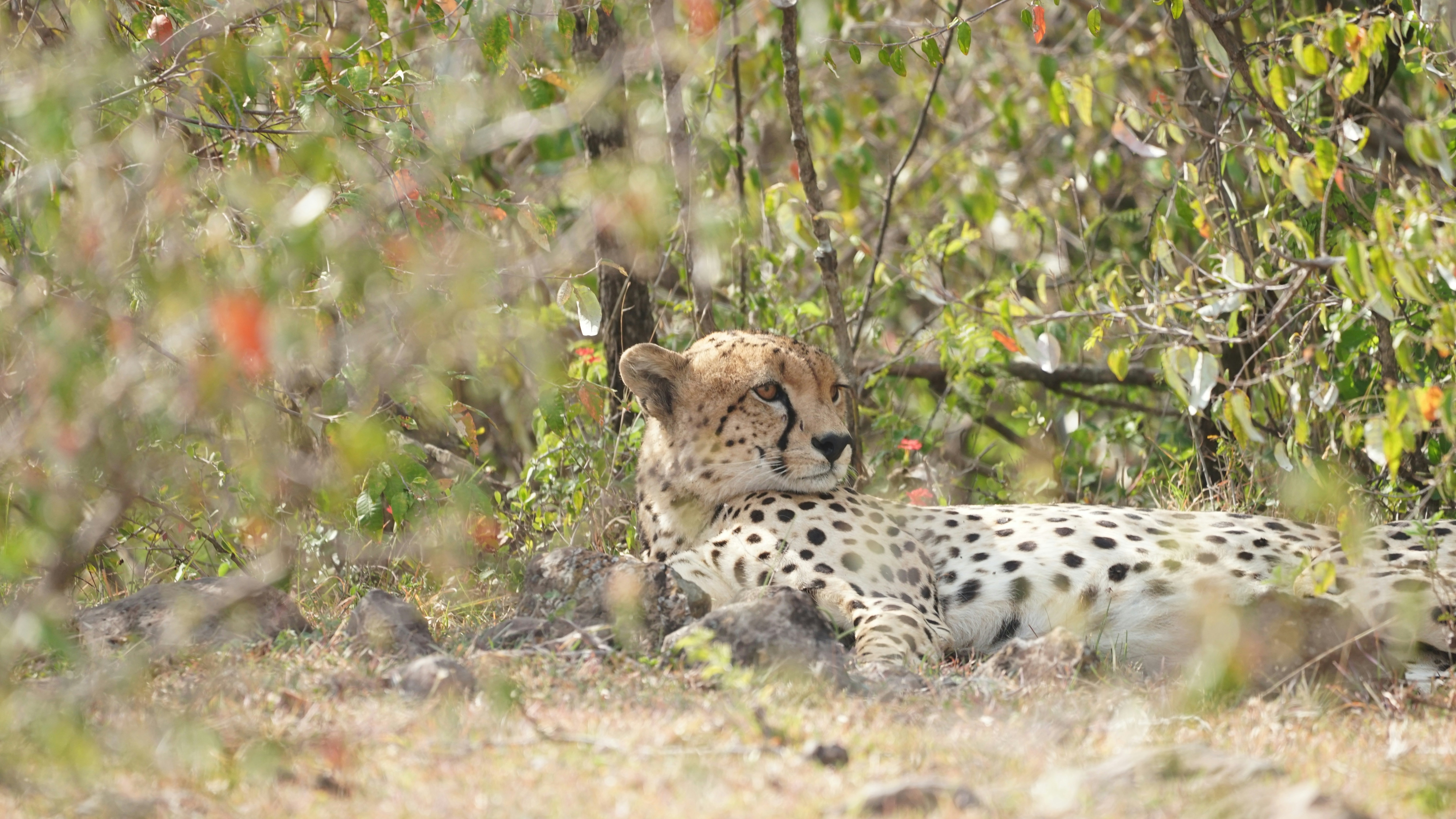 Hidden in the Grass: A Cheetah Resting in Dappled Light
