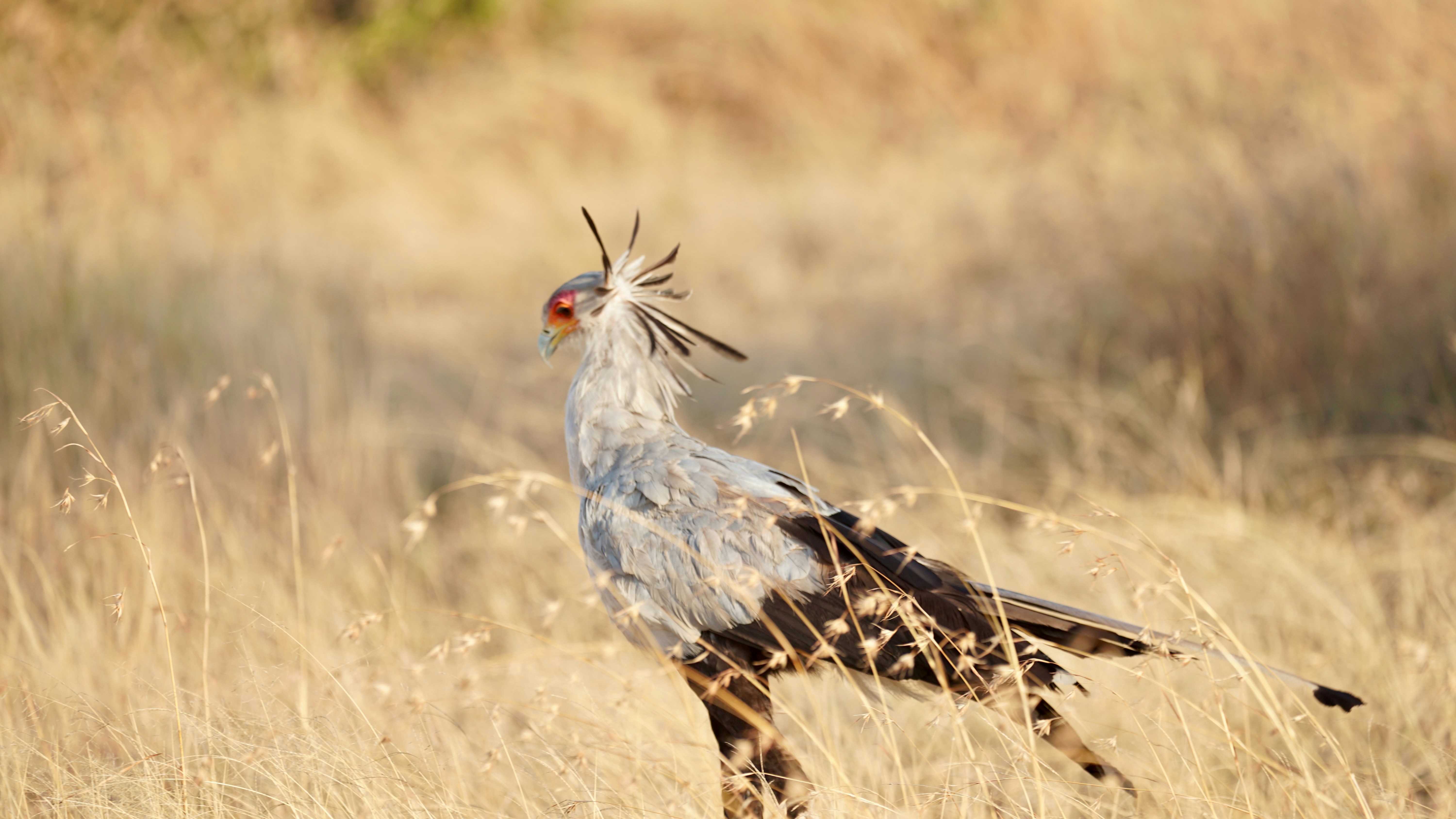 Red-Backed Crown in Golden Grass