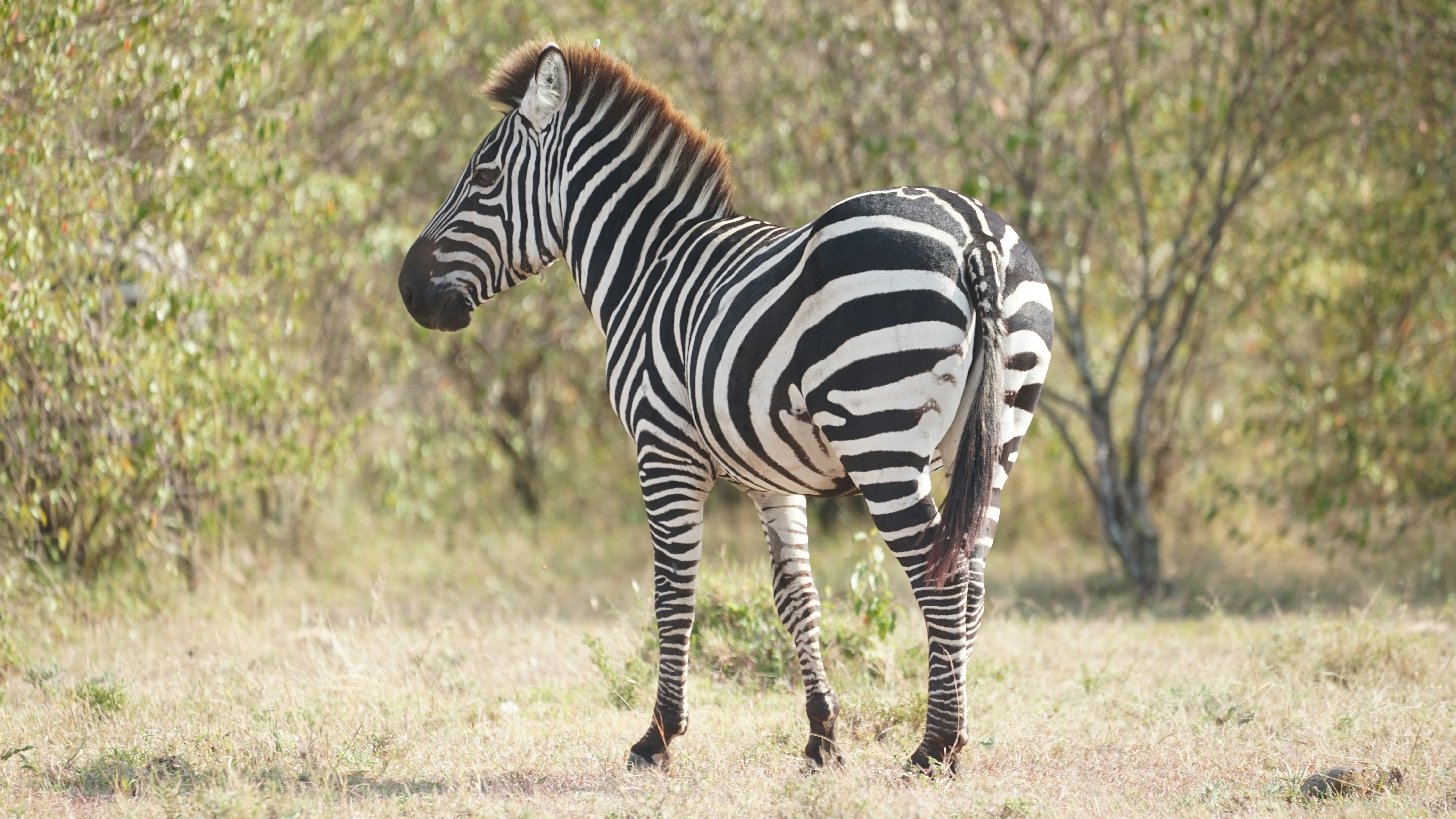  Zebra in a sunlit savanna pause