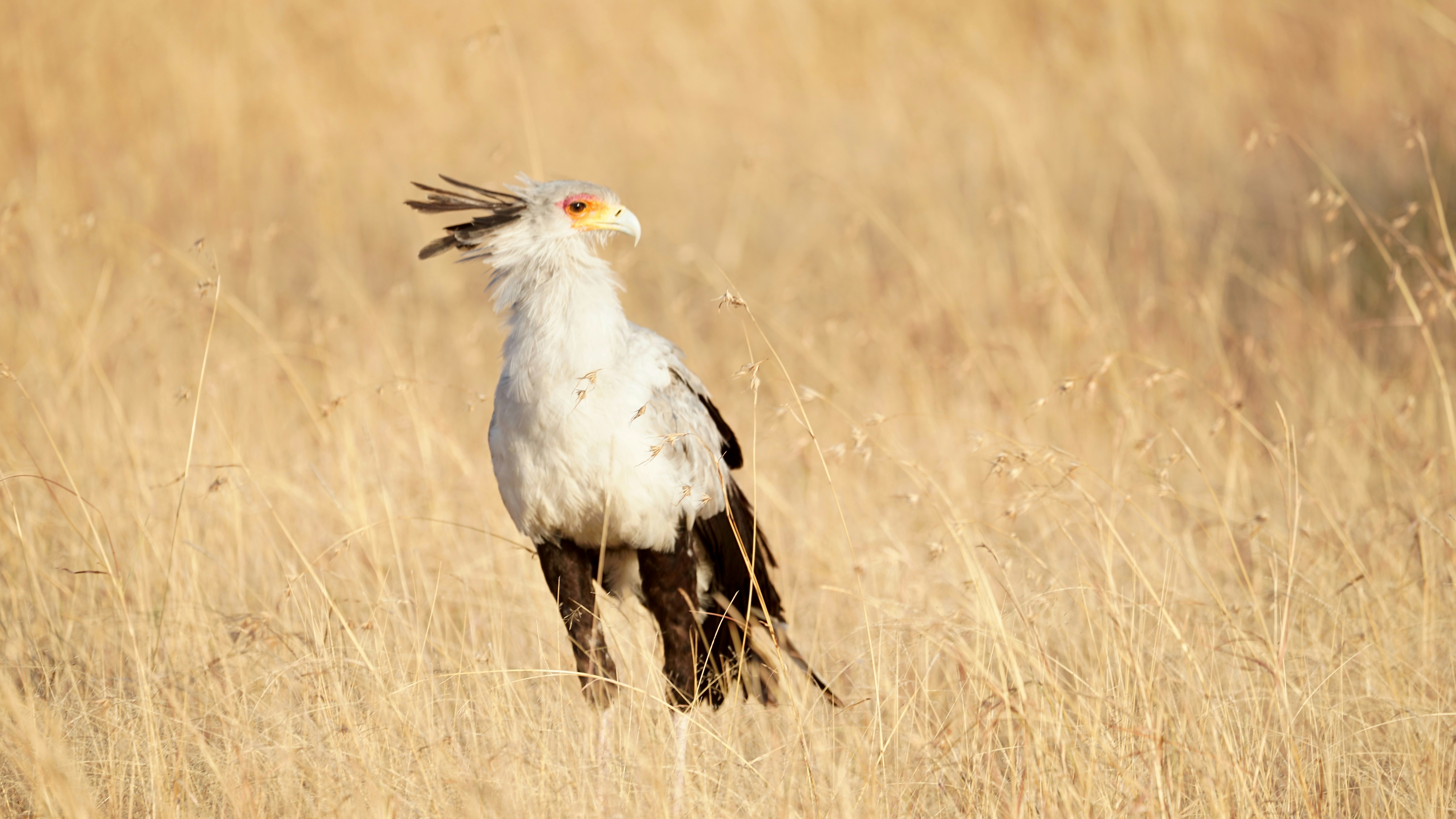 Stand Tall in the–Golden Grasses