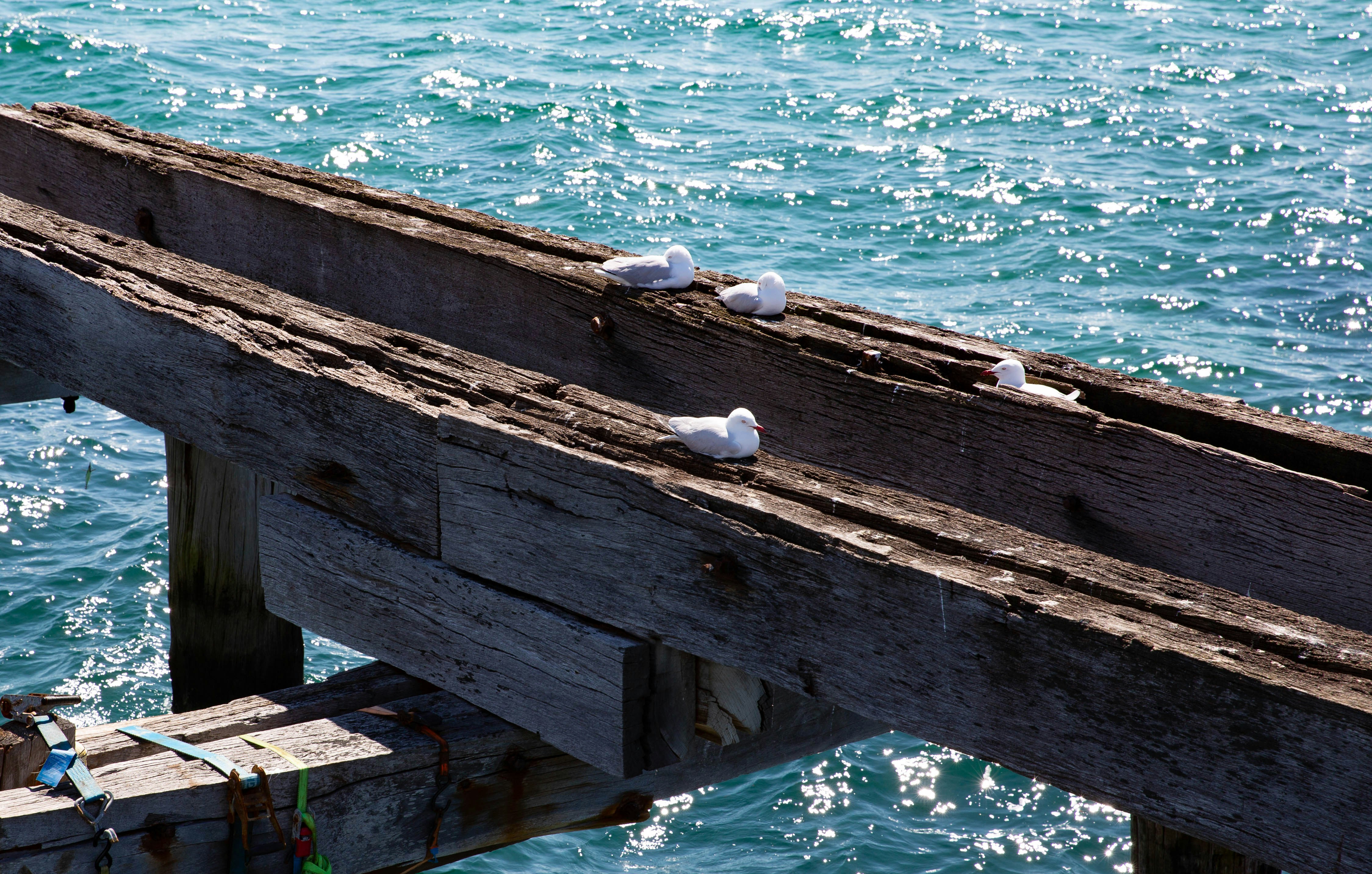 Seagulls on Weathered Pier Framing a Sparkling Sea