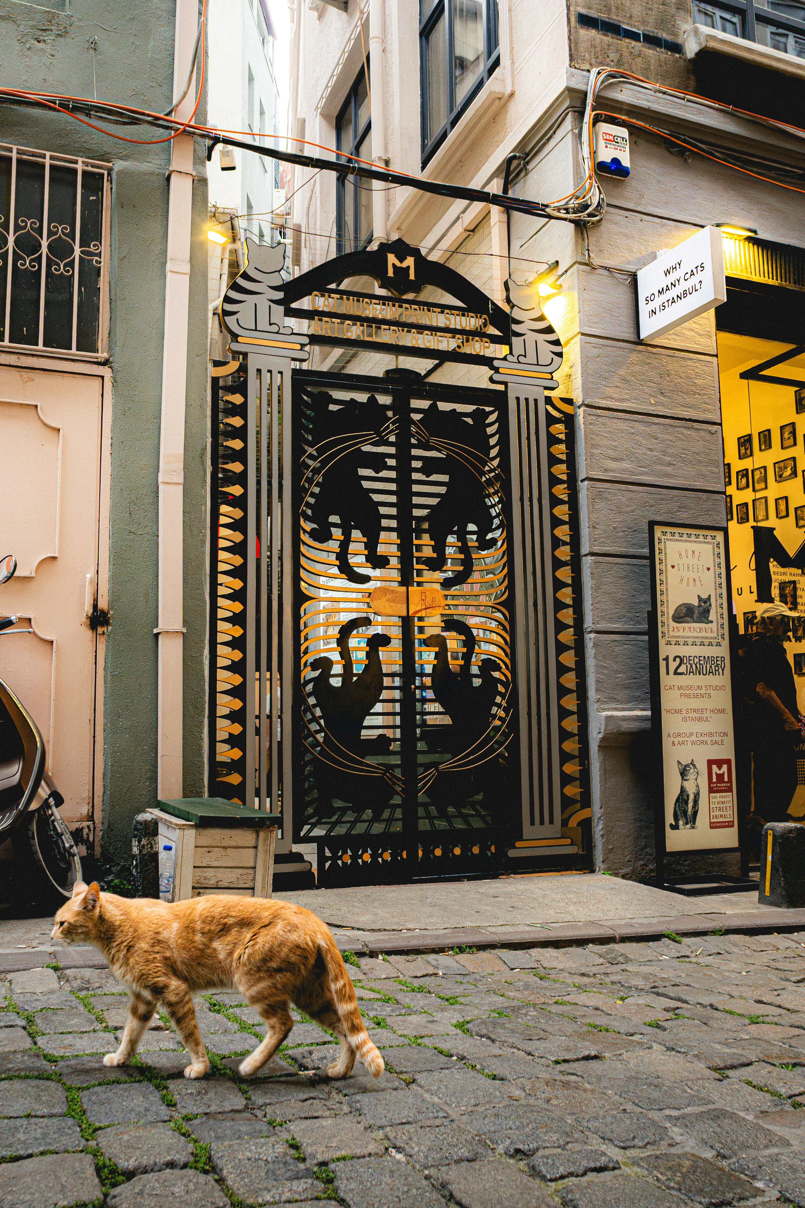 Gatekeeper of the Old Quarter: A Cat’s Stroll by an Ornate Door