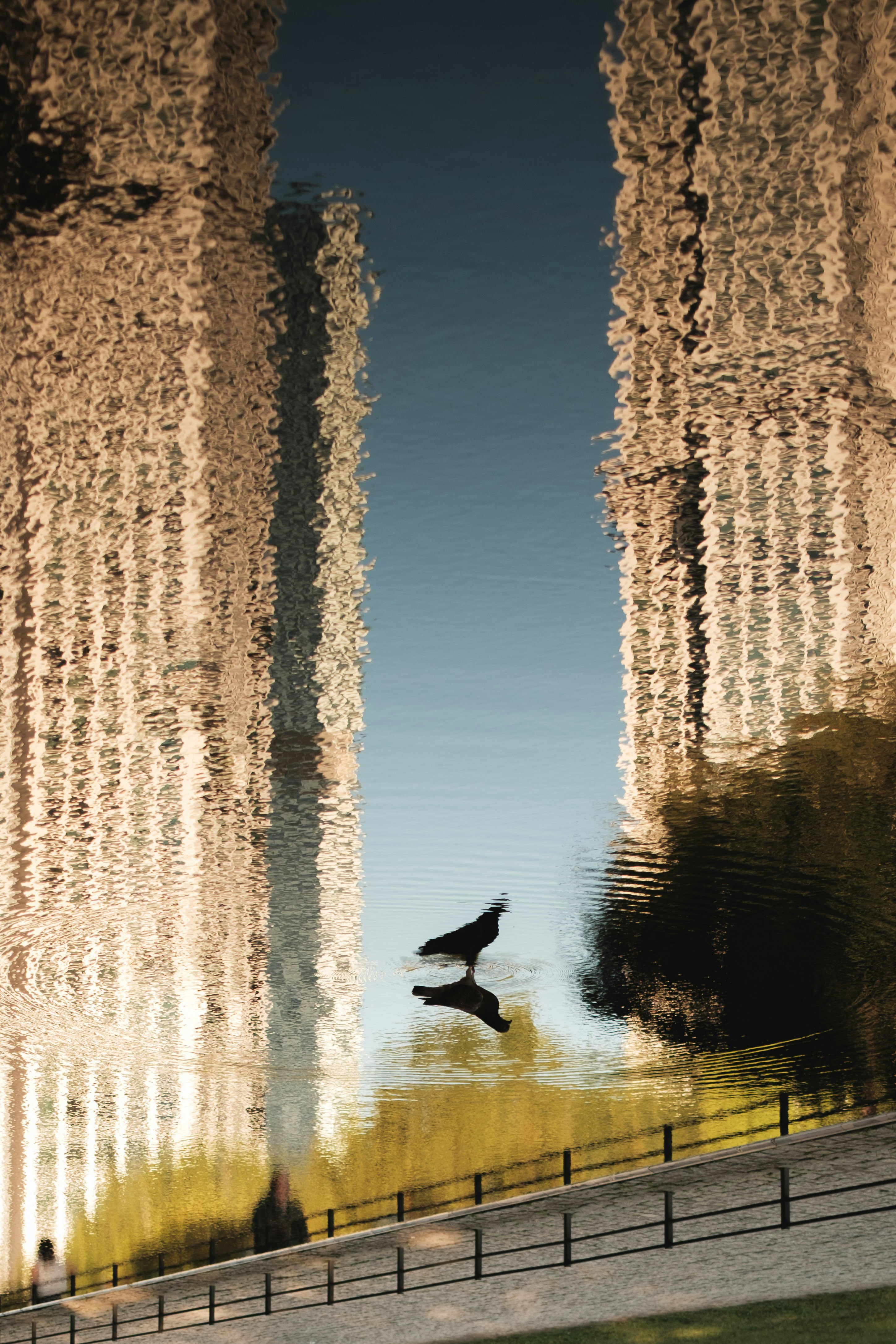 Reflected Crow in a Glassy Channel Between Skyscraper Giants