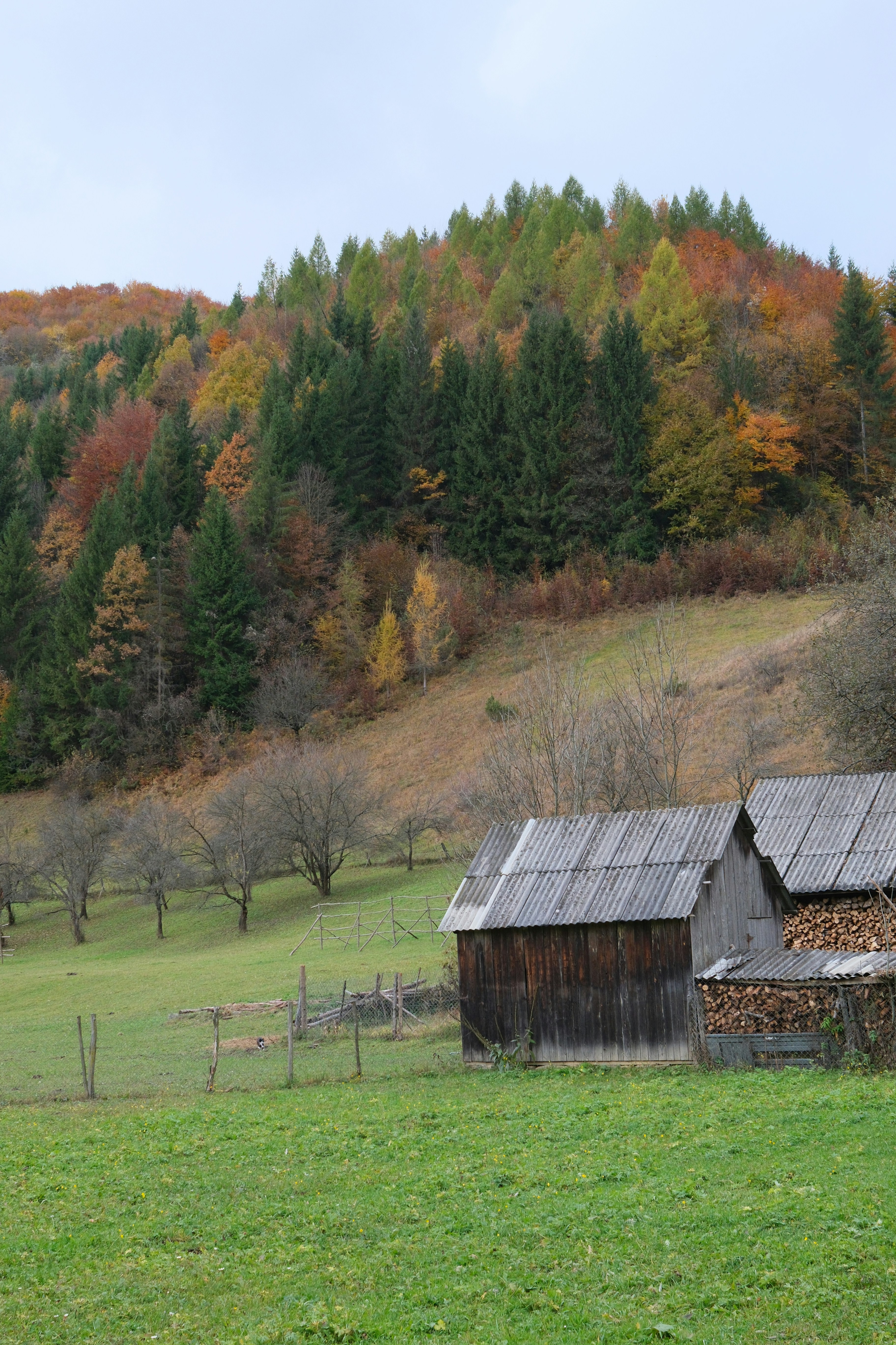 Rolling hillside with a weathered barn and stacked wood under a fall-colored forest.