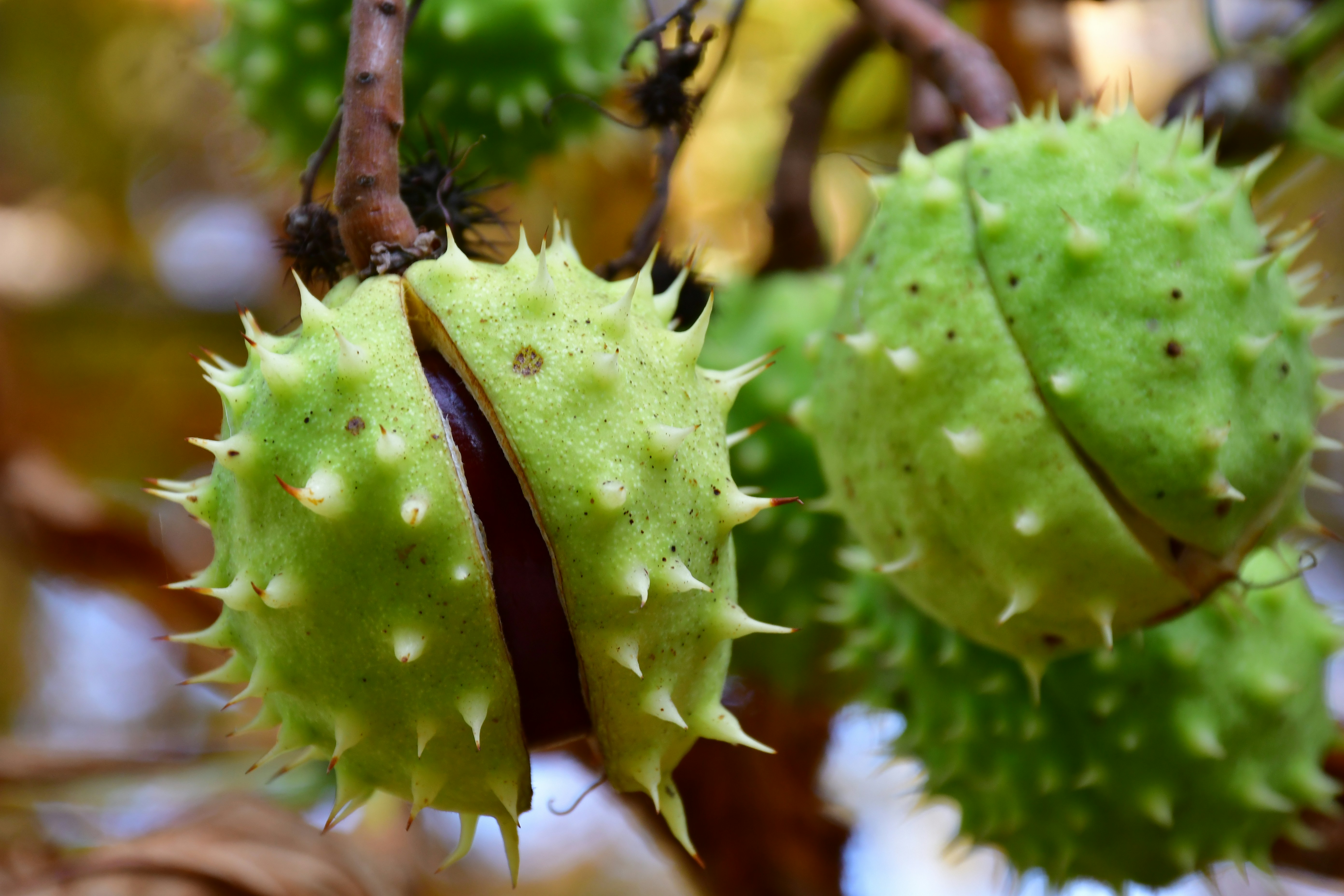 Green Dragonfruit Pods: Spiky Casings on a Branch