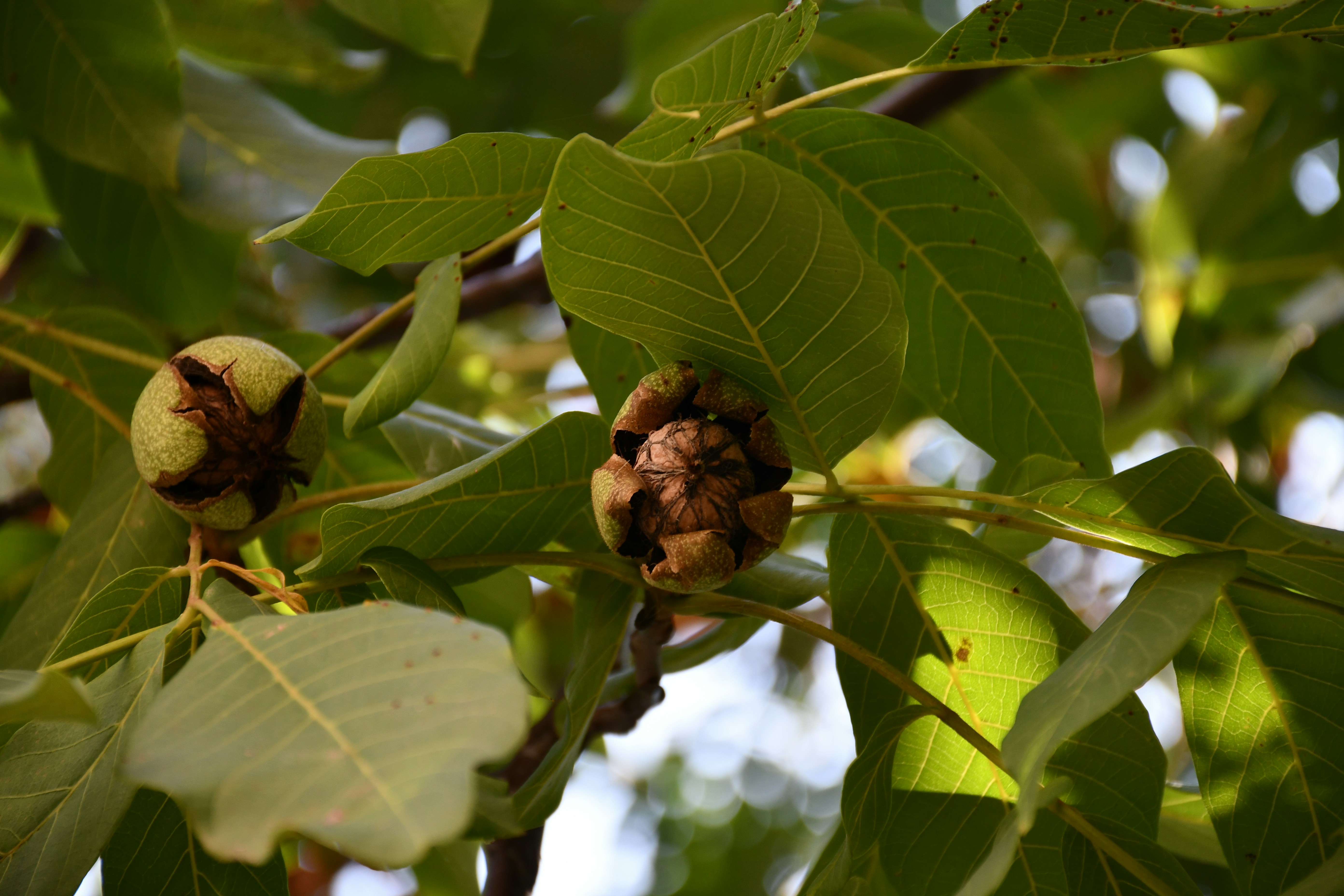 Withered fruit in the sunlit canopy