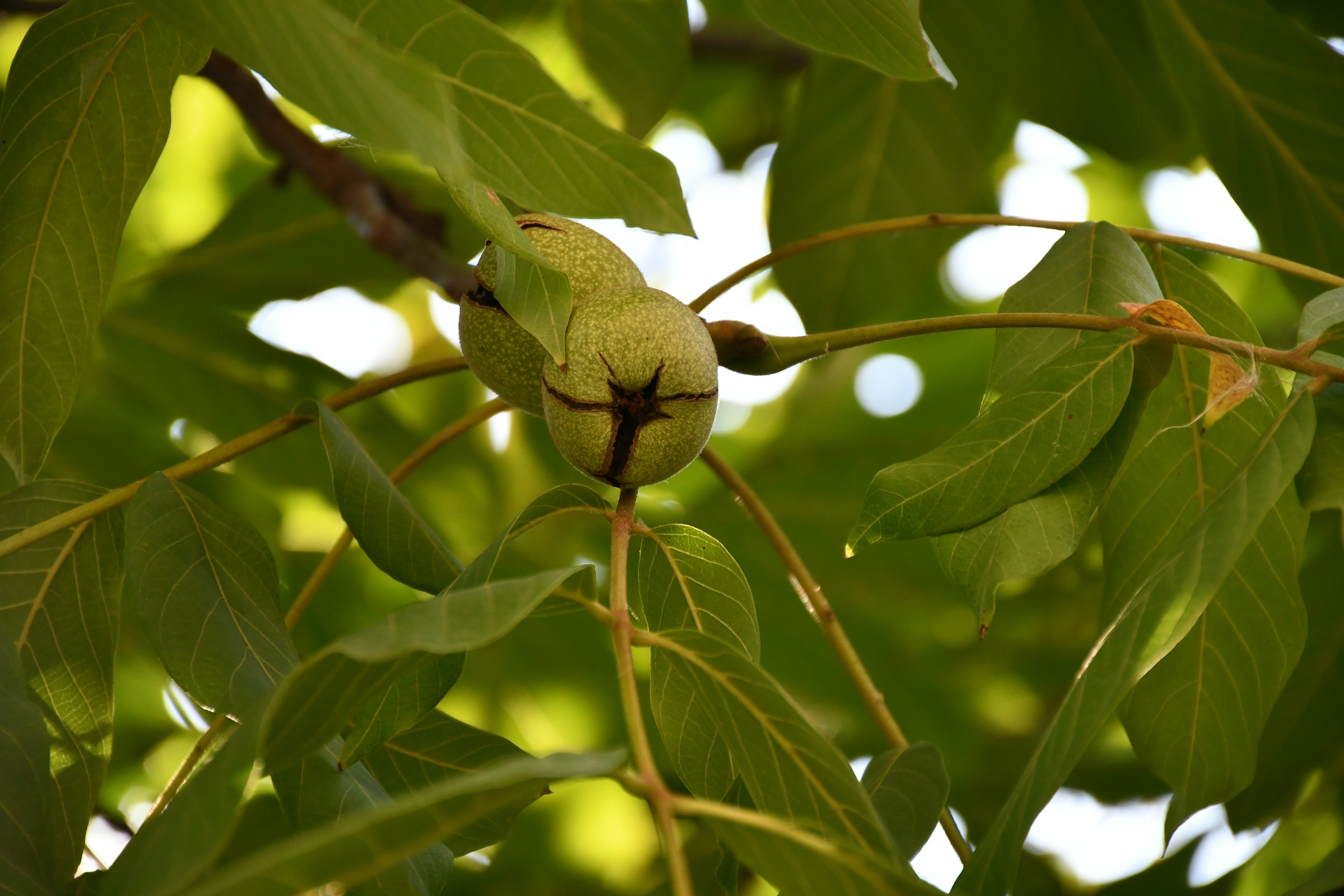 Two green walnuts with dark star-shaped markings hanging from a leafy branch