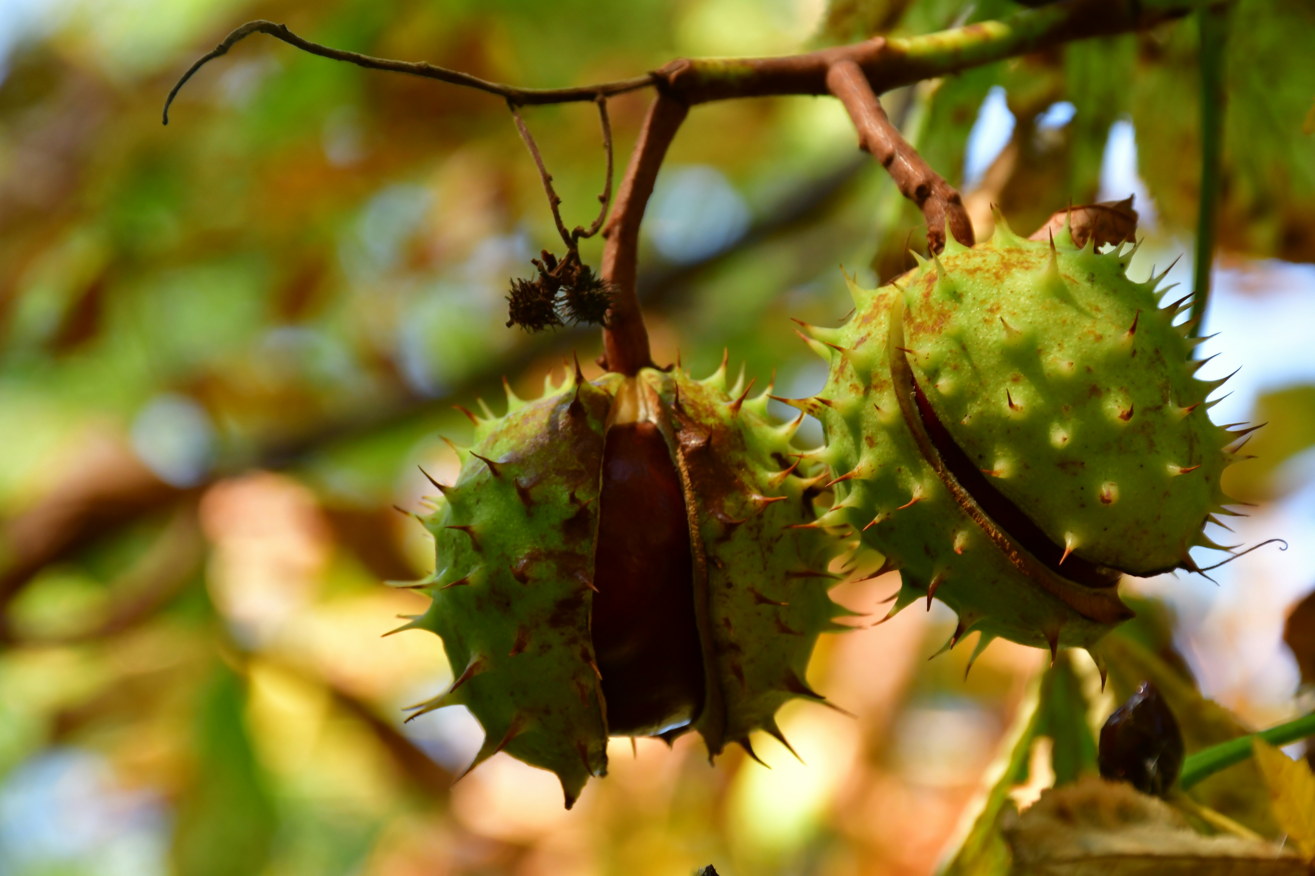 Green Bursting Pods and Opening Seed Pod