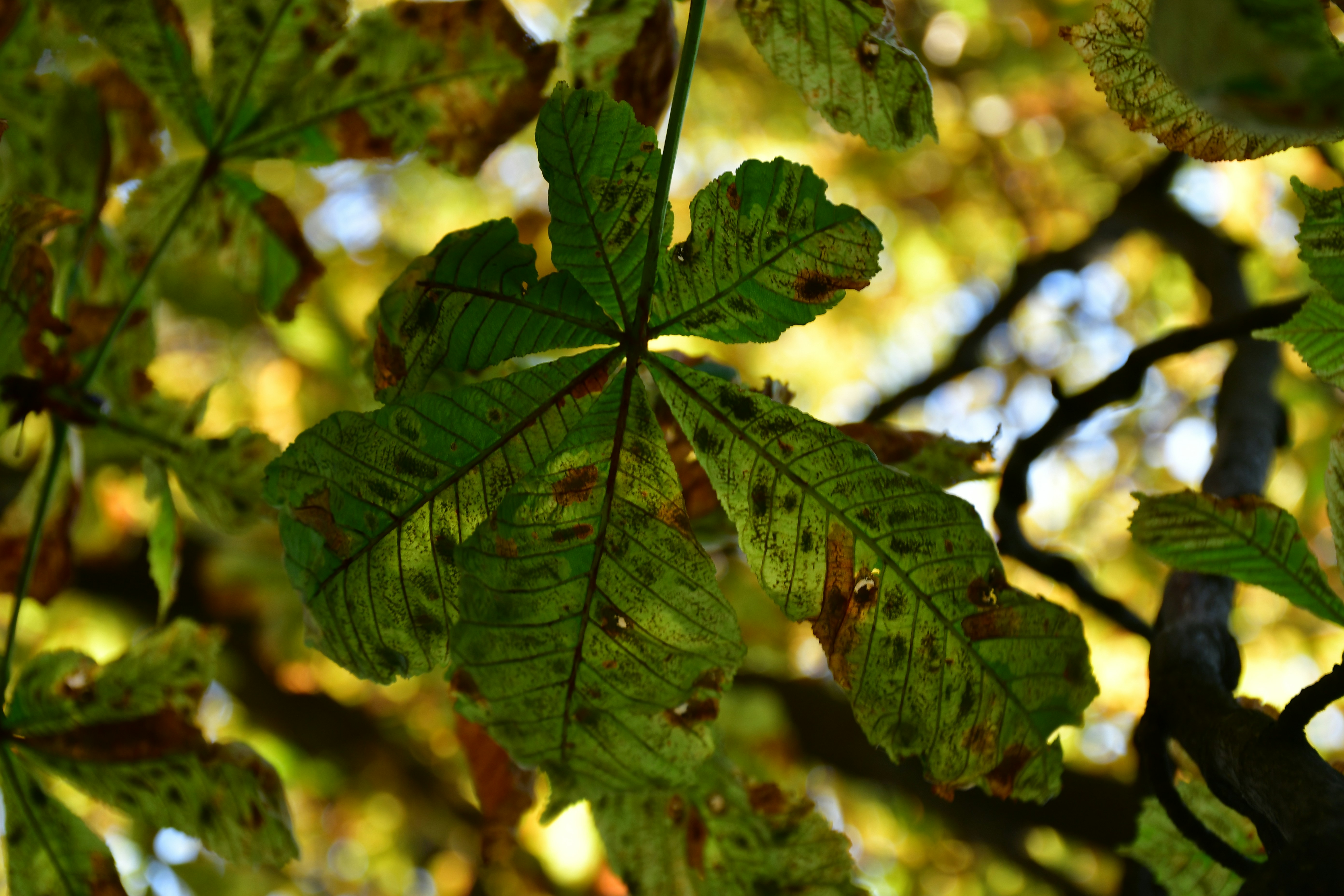Leaf Veins in Dappled Autumn Light