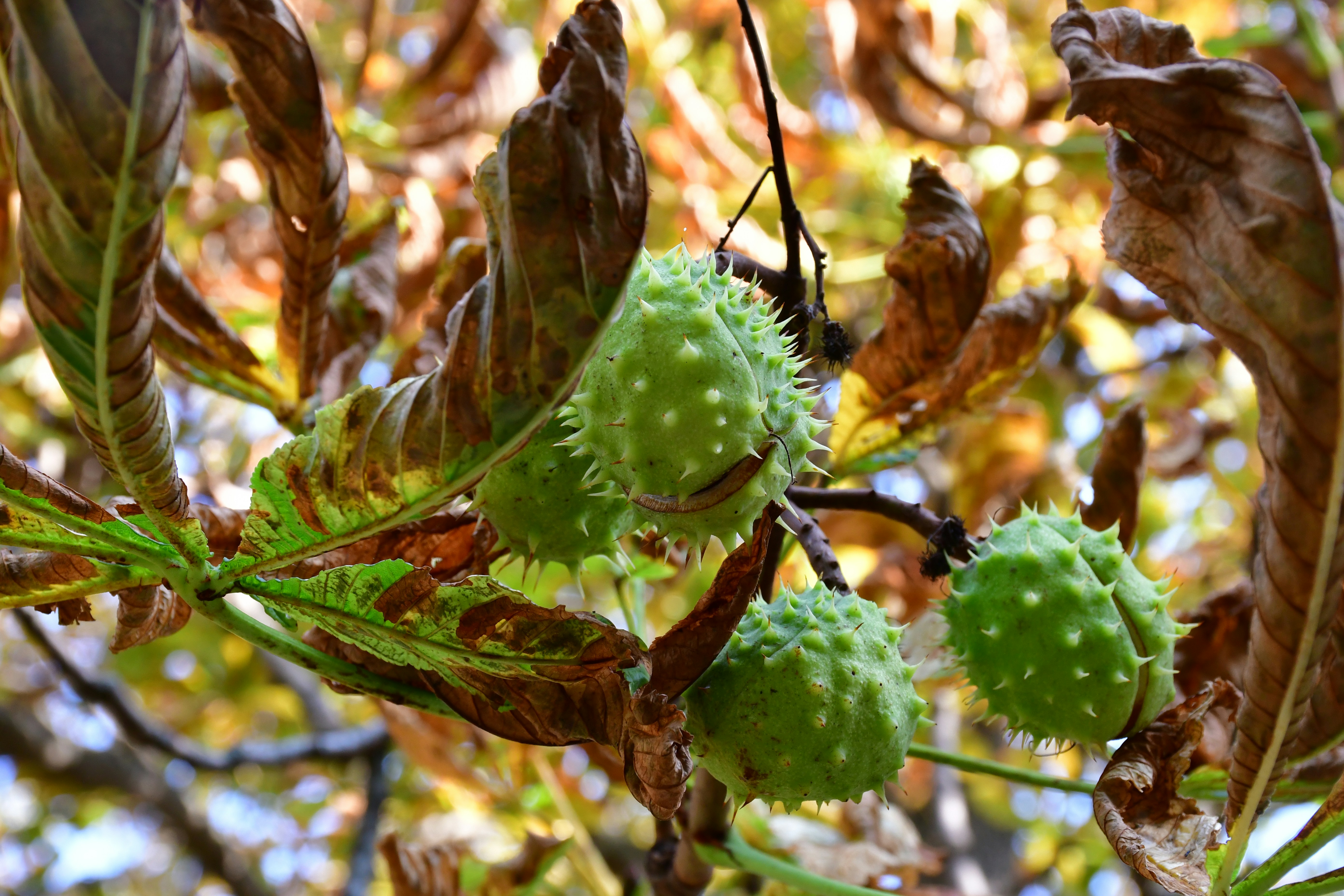Emerald Bursts on a Withered Branch