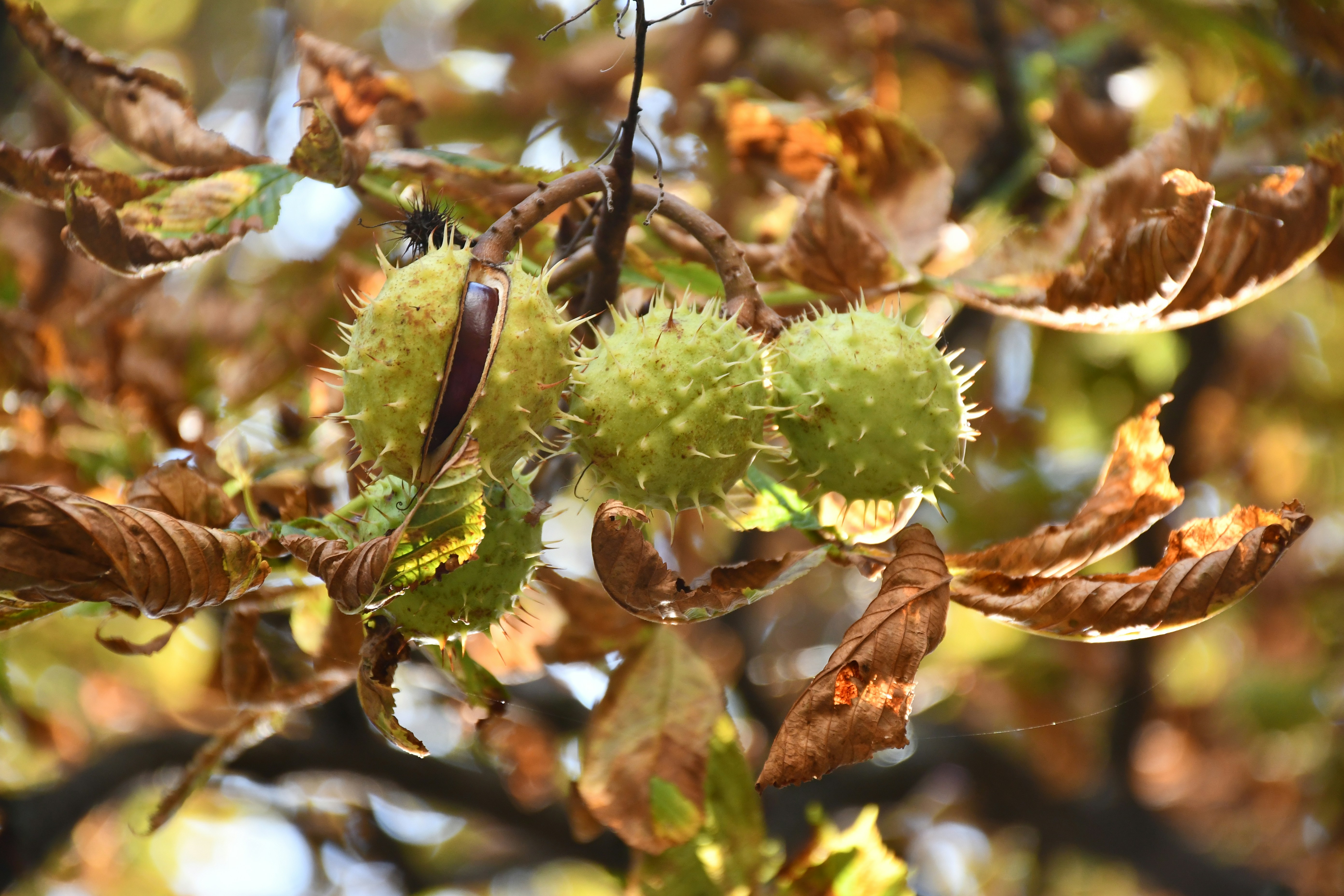 Autumn Chestnut Pods: Spiky Green Orbs Amid Fading Leaves