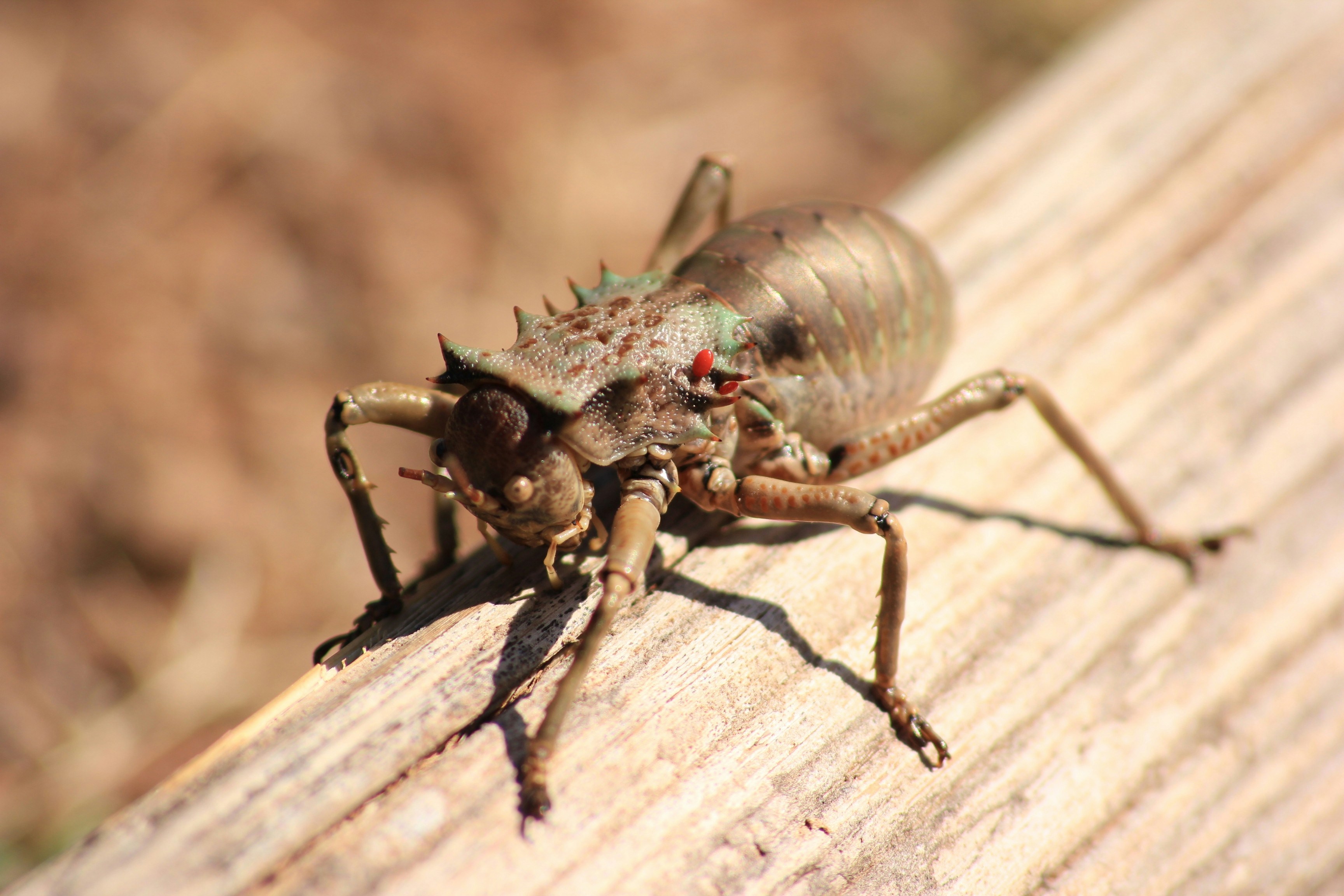 Close-up of a small armored insect perched on a sunlit wooden plank, showcasing textured carapace and spiky cerci; a macro study emphasizing micro-details and natural tones.