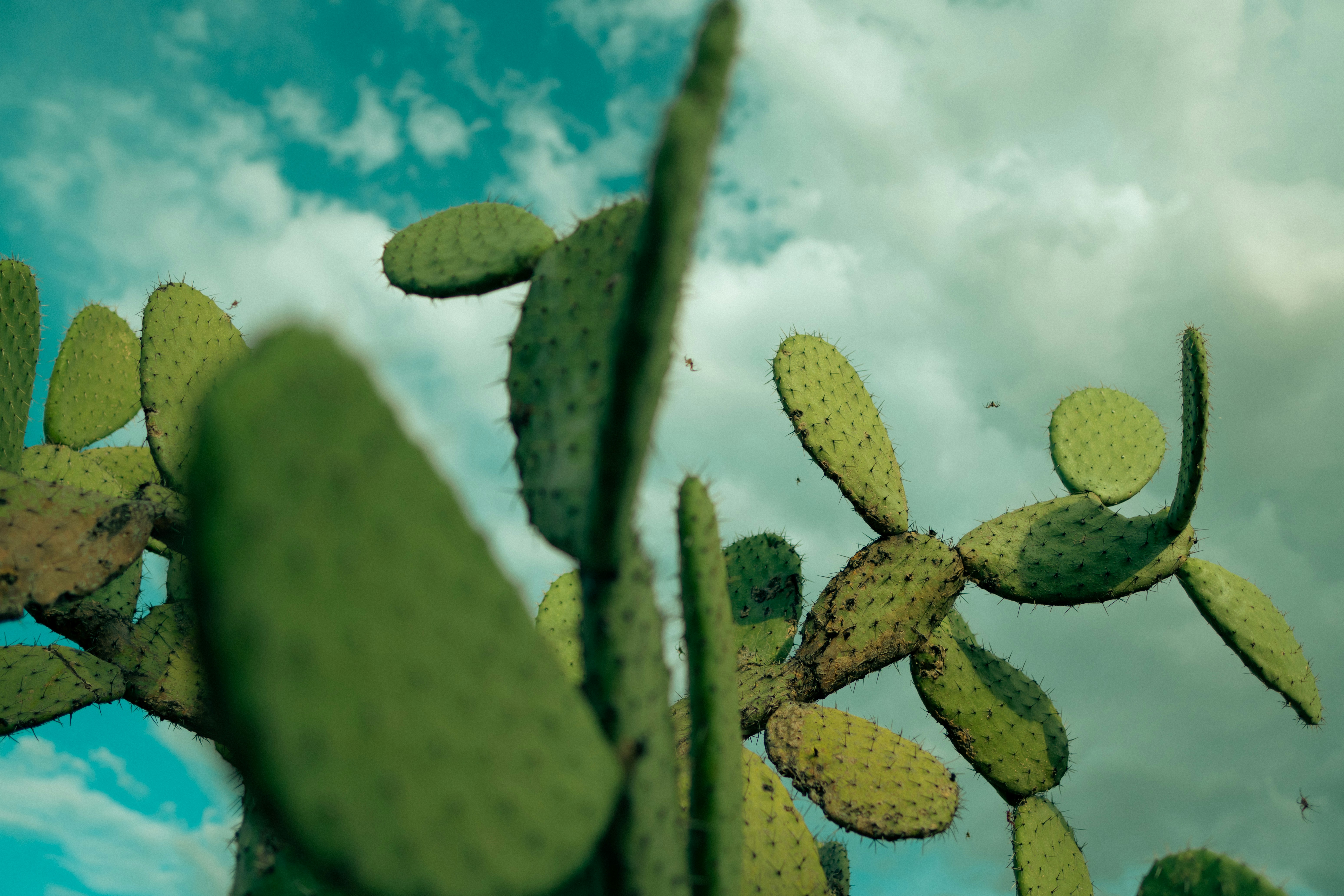 Prickly Panorama: Cactus Fronds Reaching into a Turquoise Sky