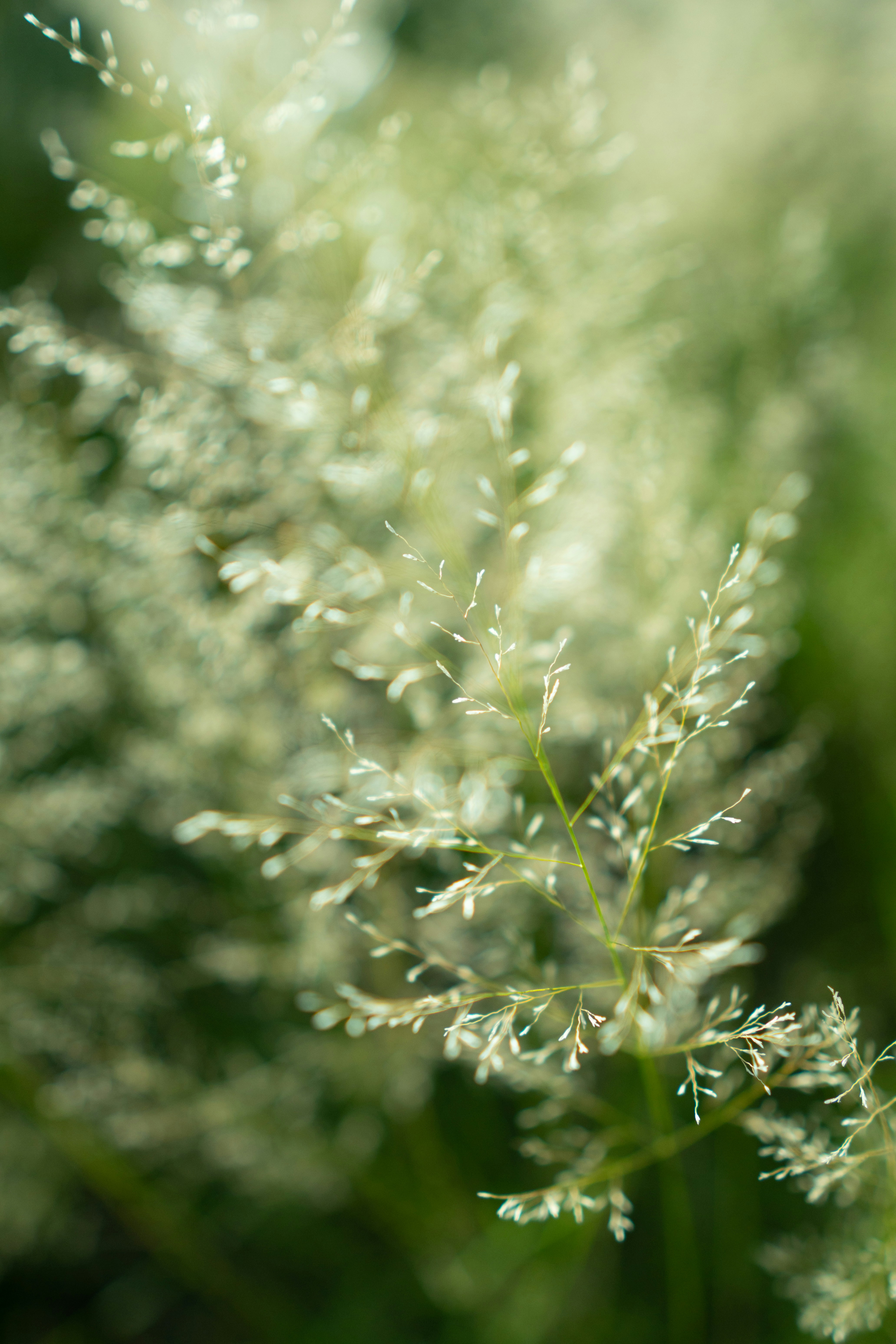 Whispering Grass in soft backlight