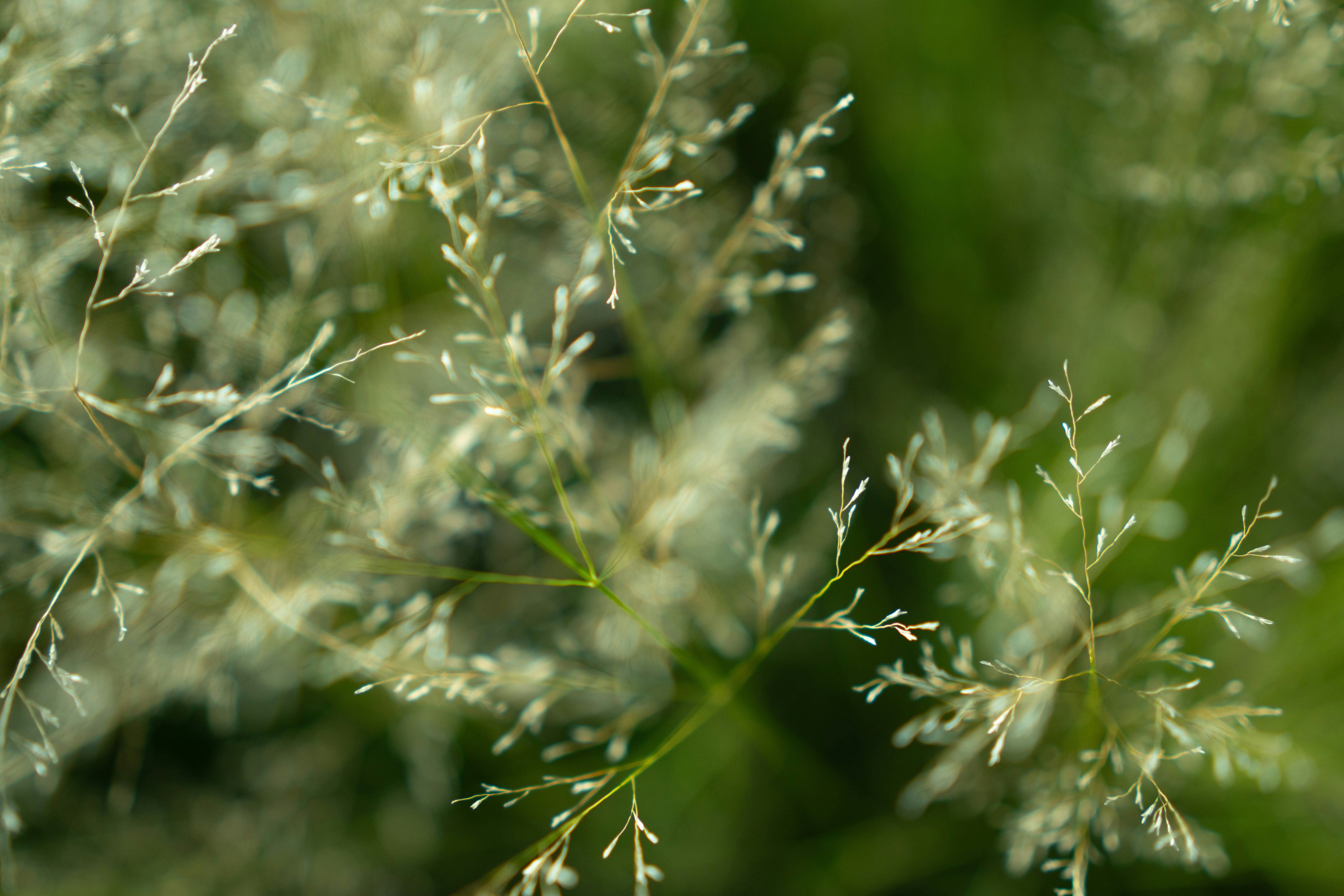 Whispers of Grass: Delicate Seedheads in Soft Focus